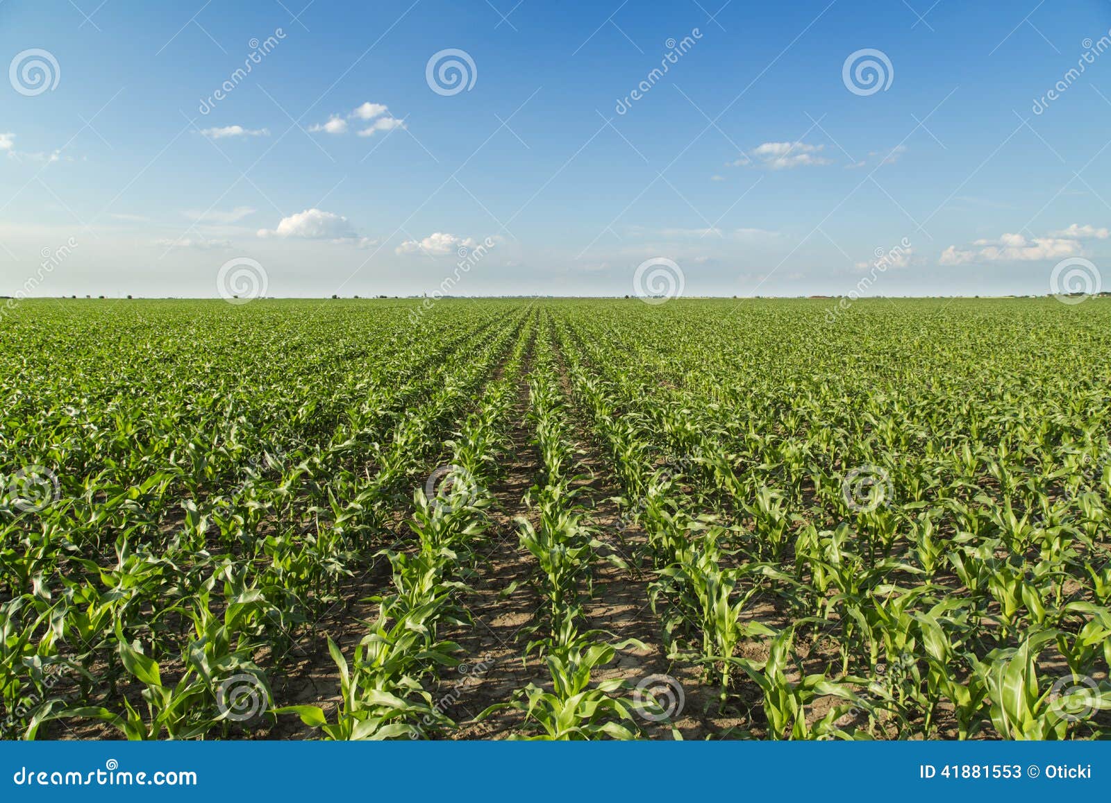 Growing Corn Field, Green Agricultural Landscape. Stock Image - Image ...