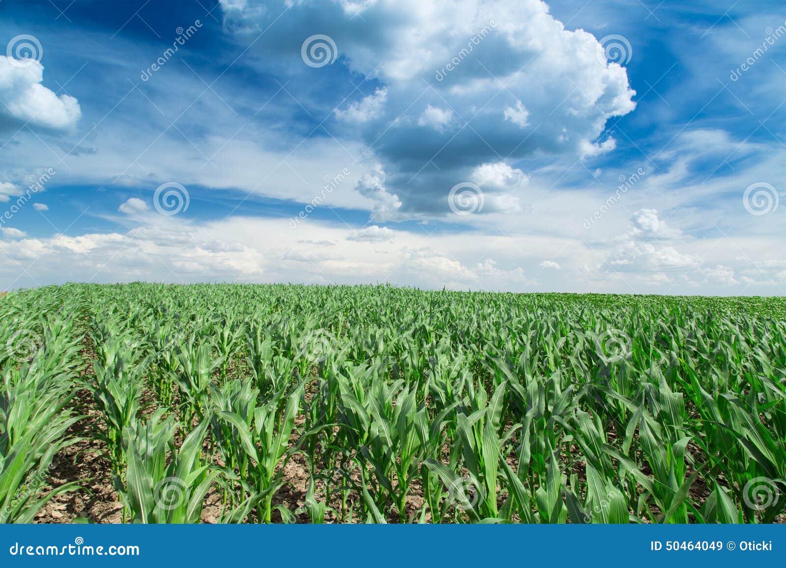 Growing Corn Field, Green Agricultural Landscape Stock Image - Image of ...