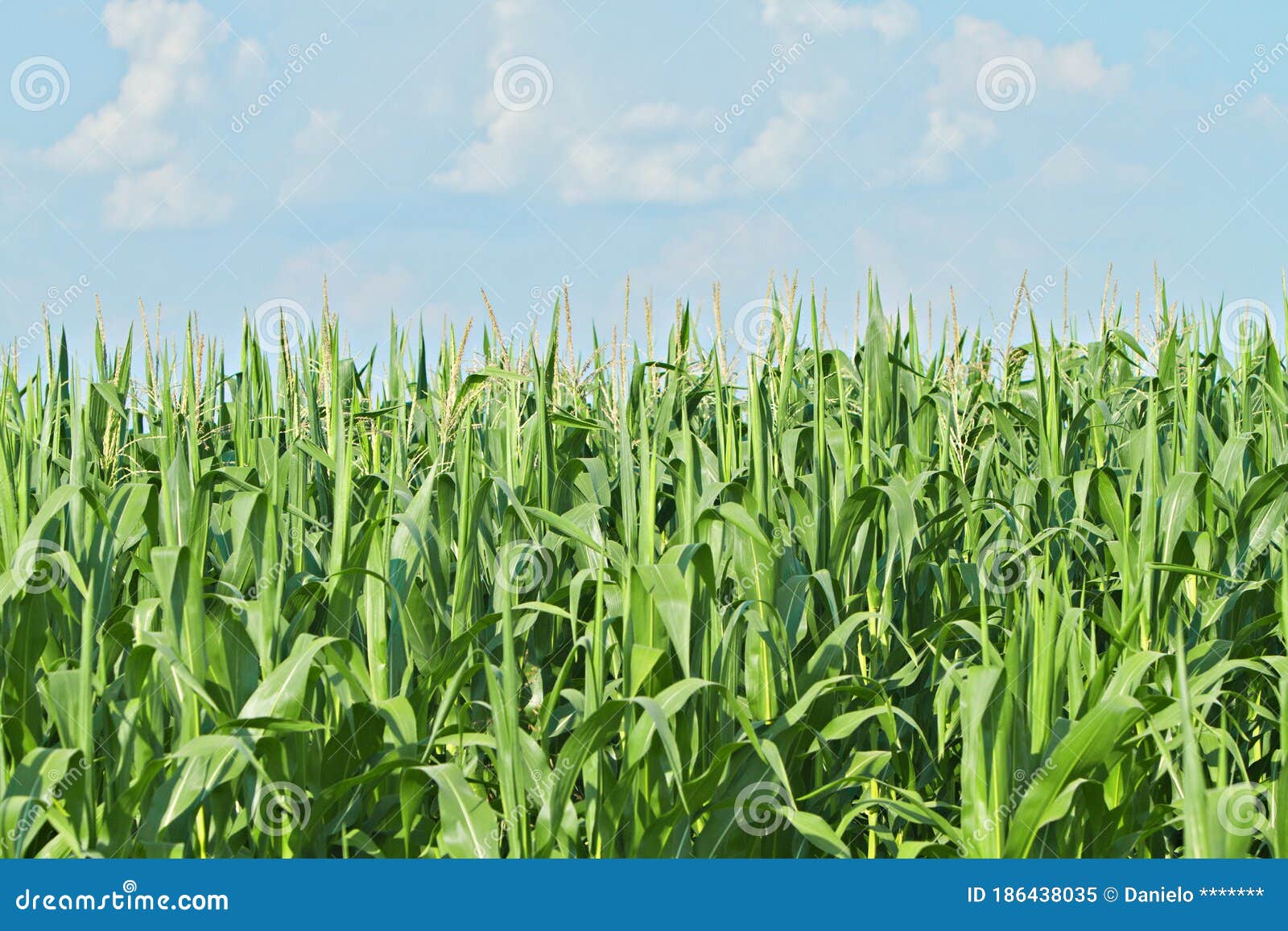 Growing Corn Field with Green Leaves Stock Image - Image of maize, farm ...