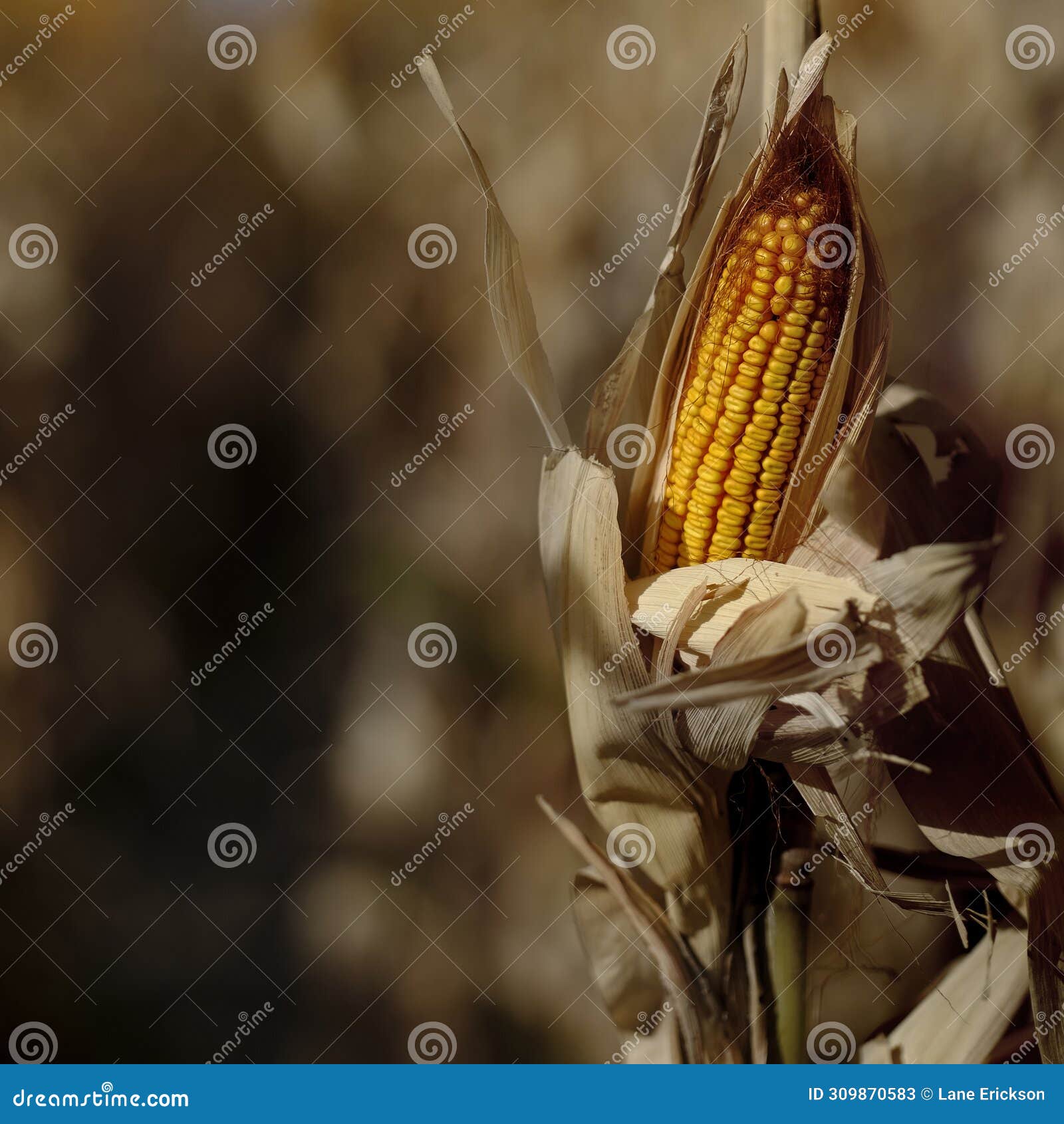Growing Corn Field With Green Leaves Royalty-Free Stock Photography ...