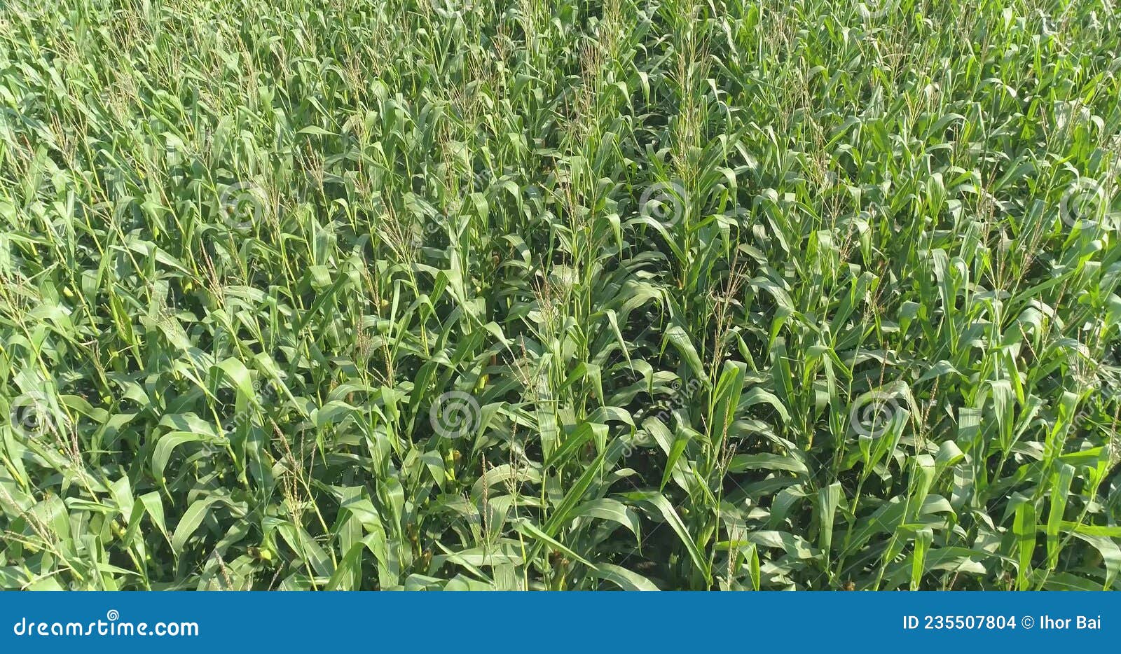 Growing Corn, Flying Over a Field of Green Corn, Farmland with Corn ...
