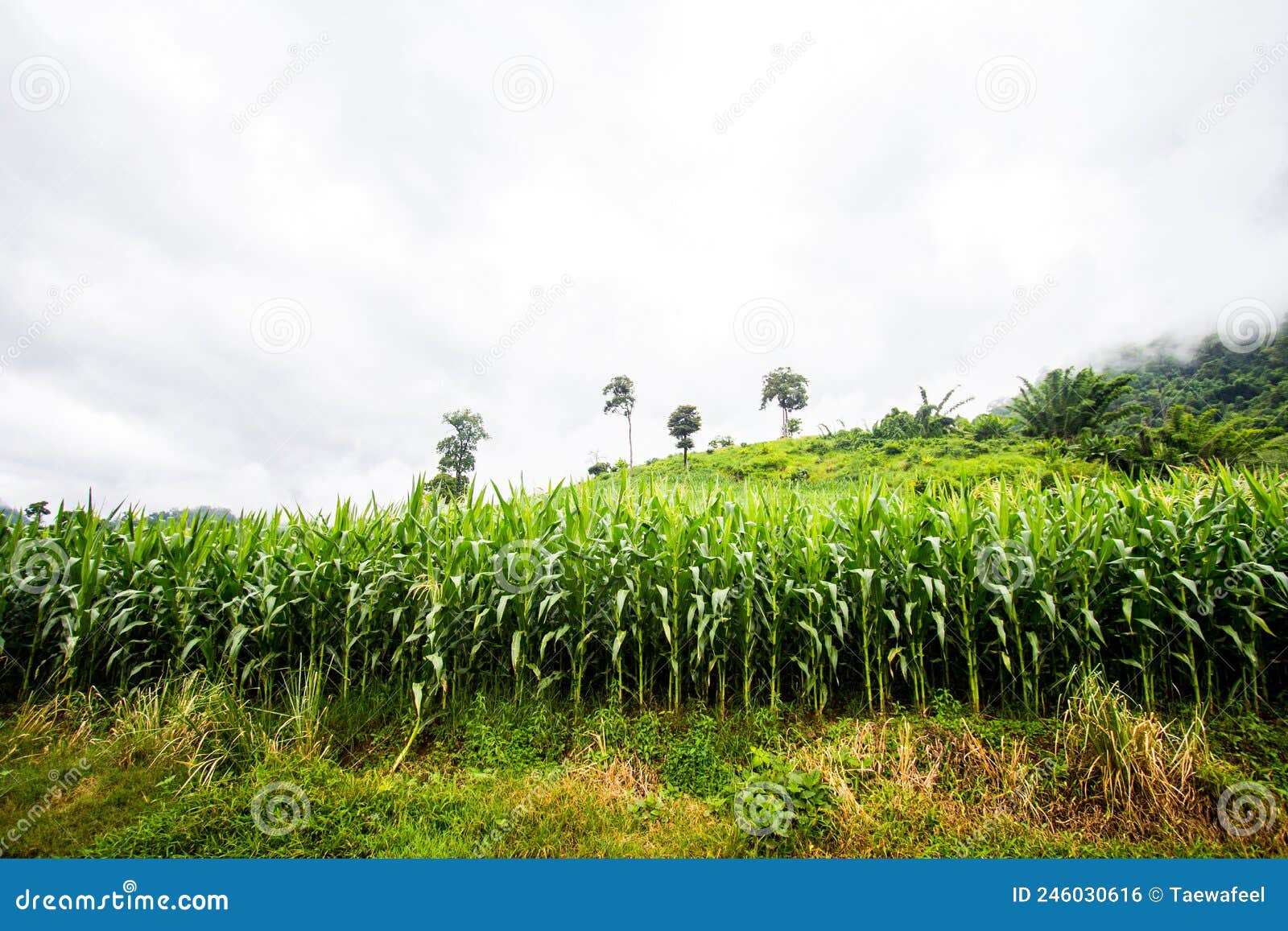 Growing Corn in the Forest Food Industry Stock Photo - Image of growth ...