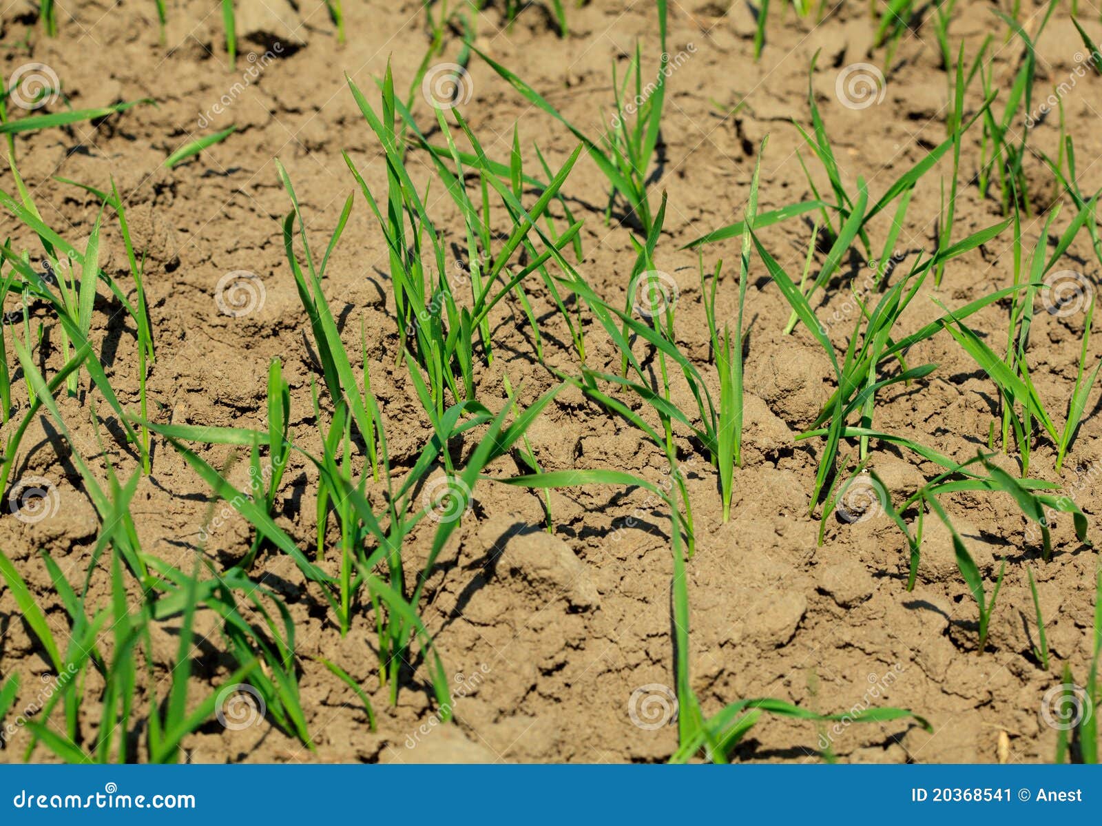 Growing corn grass field stock image. Image of fresh - 20368541