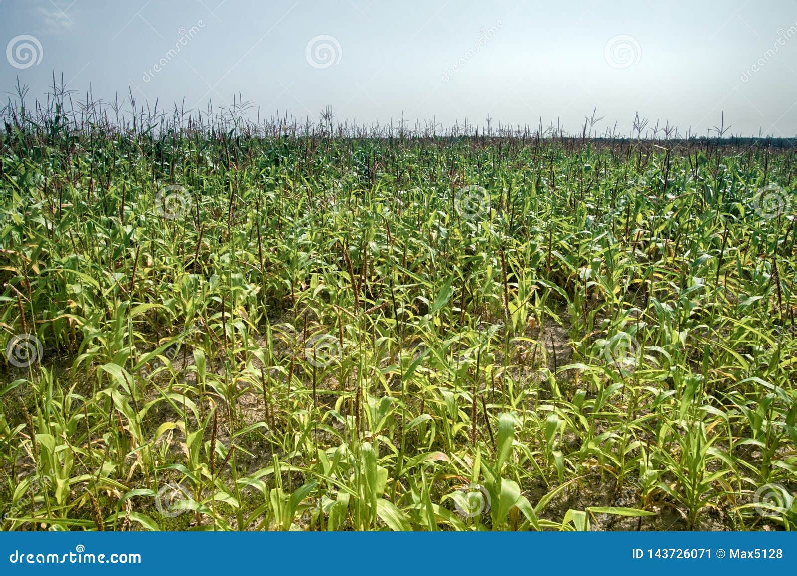 Growing Corn for Green Fodder (silage Stock Image - Image of ...