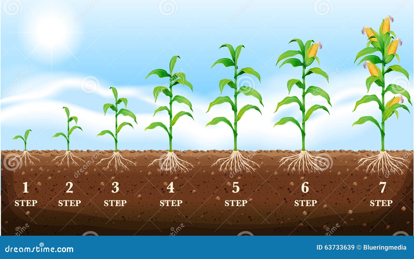 Growing corn on the ground stock vector. Illustration of cartoon - 63733639
