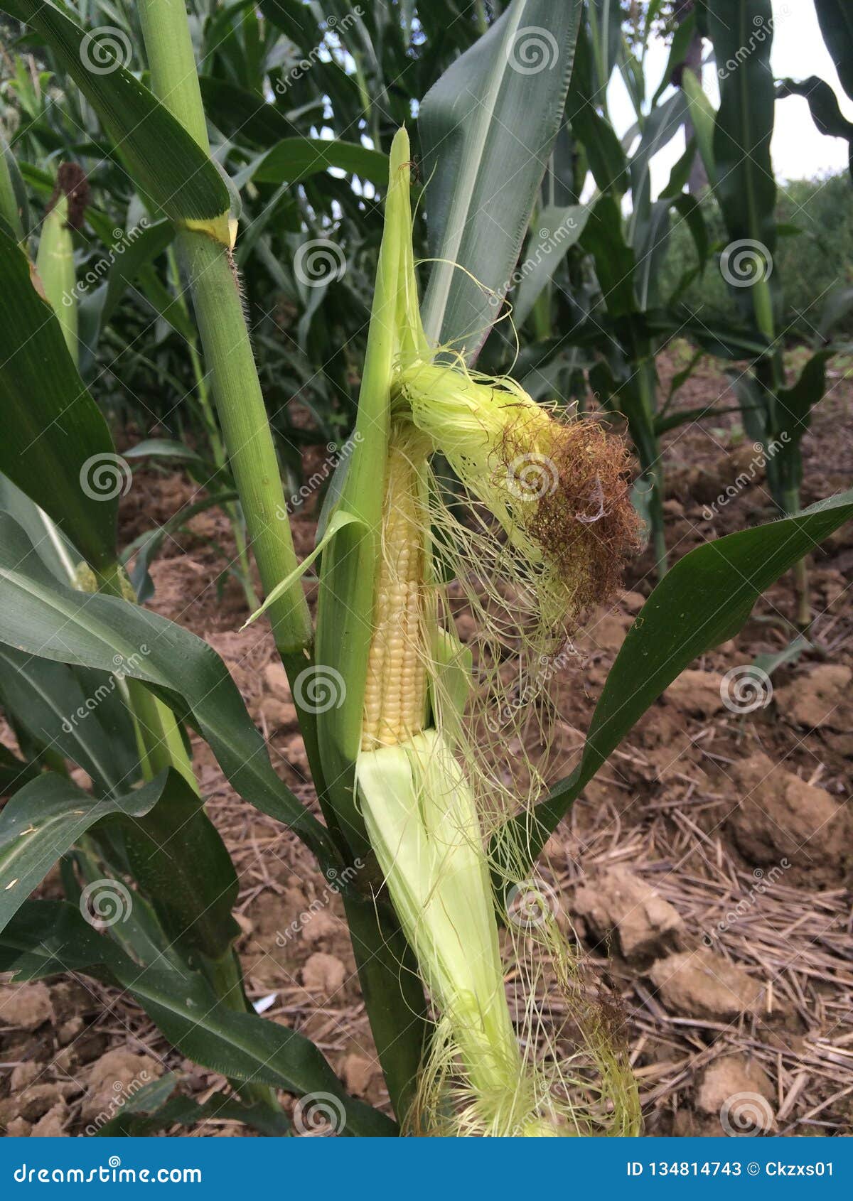 Growing corn detail stock image. Image of green, granules - 134814743