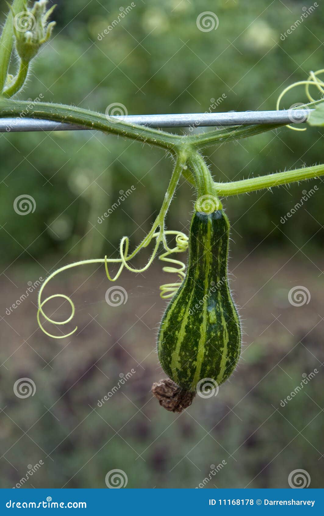 Growing courgette stock photo. Image of english, vegetable - 11168178
