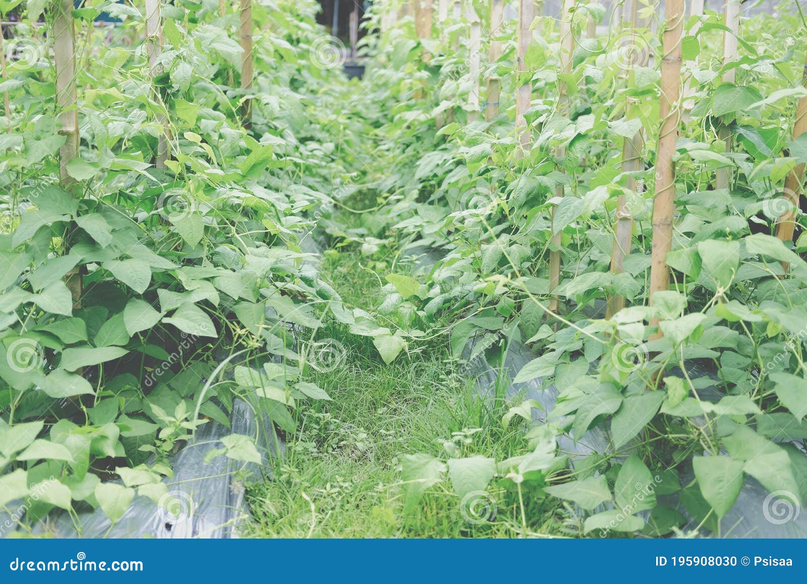 Growing Cowpea Plant in Farm Stock Photo - Image of agriculture ...