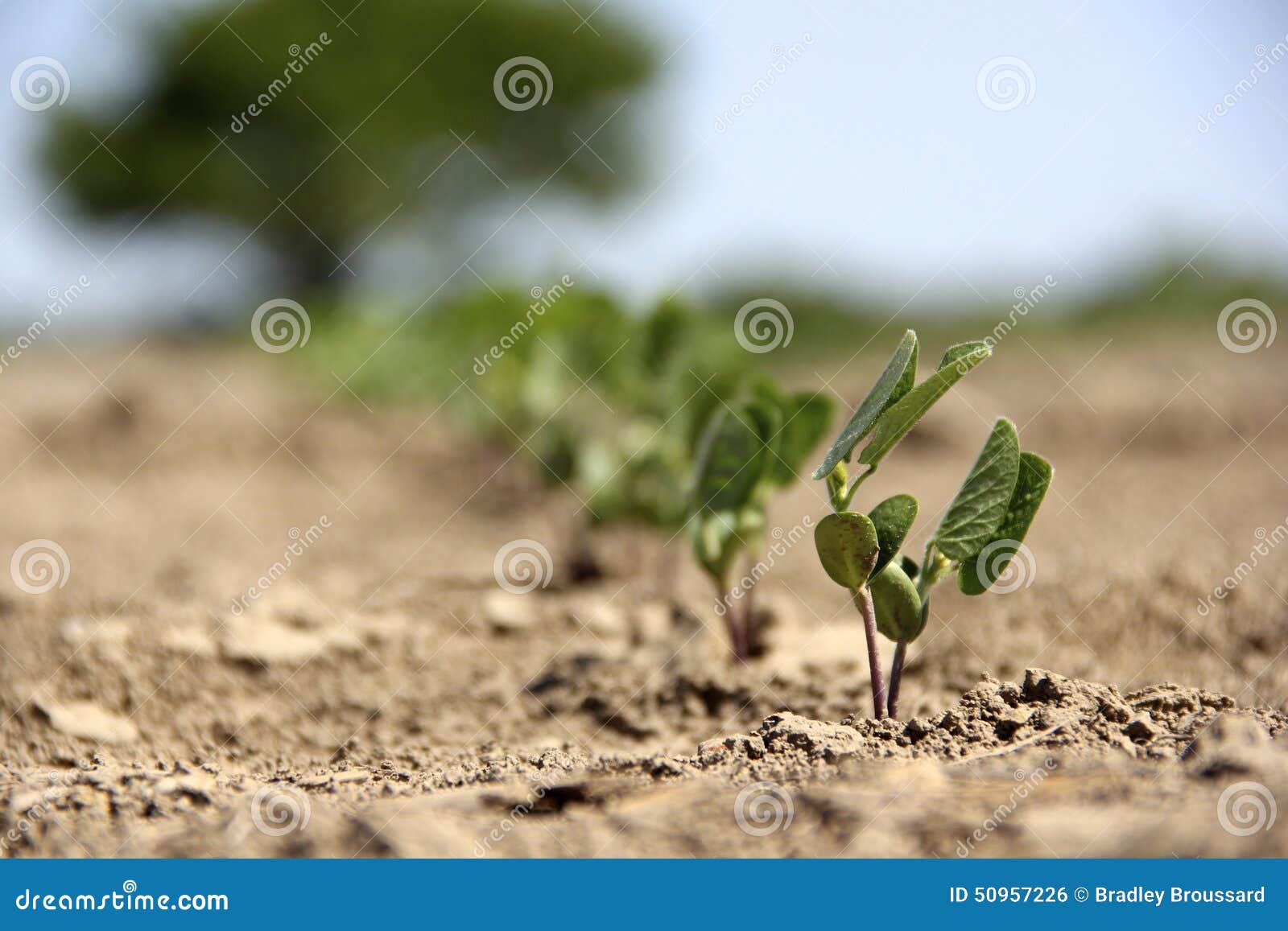 Growing Crop stock photo. Image of crop, sprout, close - 50957226