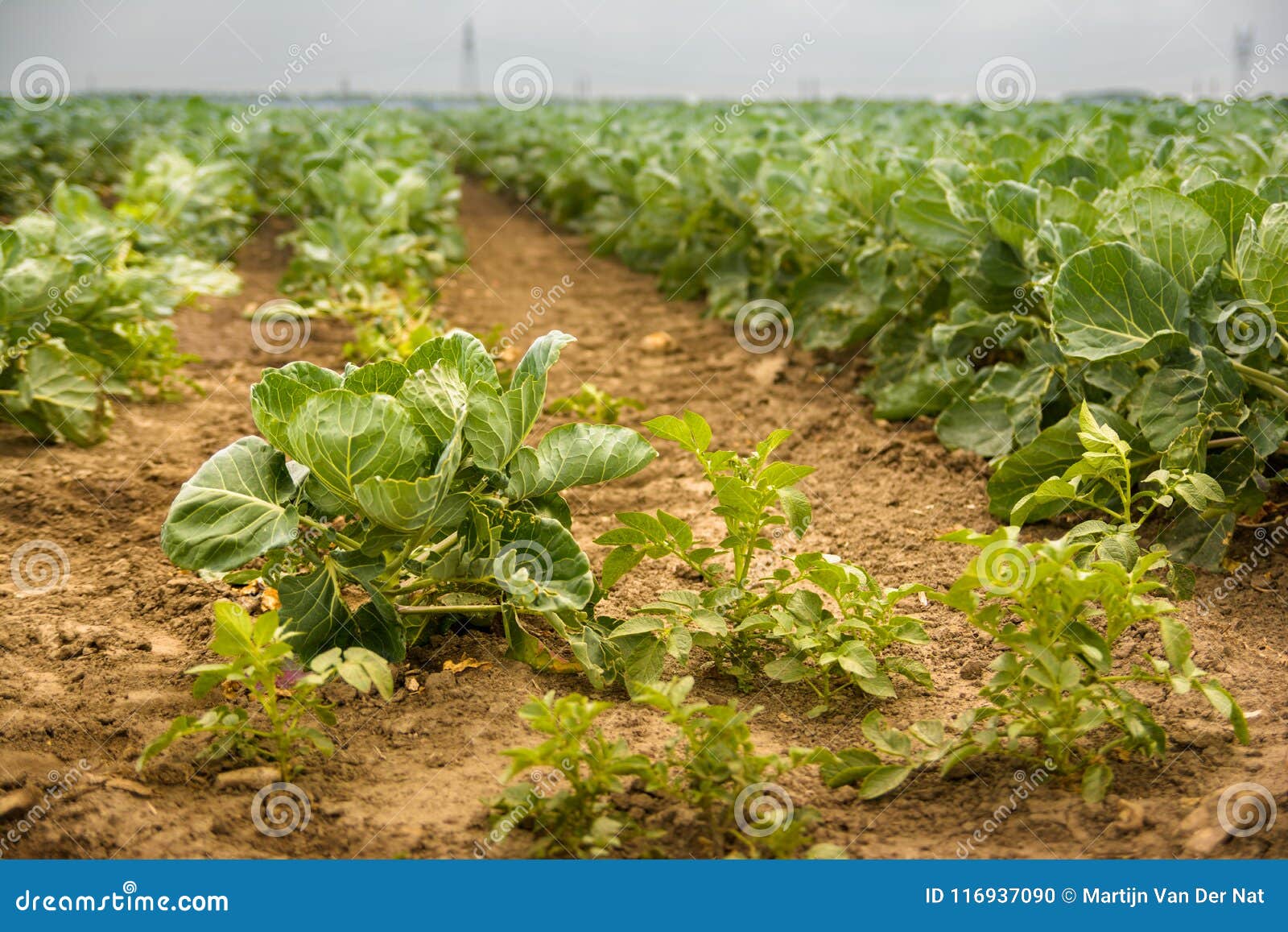 Growing Crops stock photo. Image of growth, freshness - 116937090
