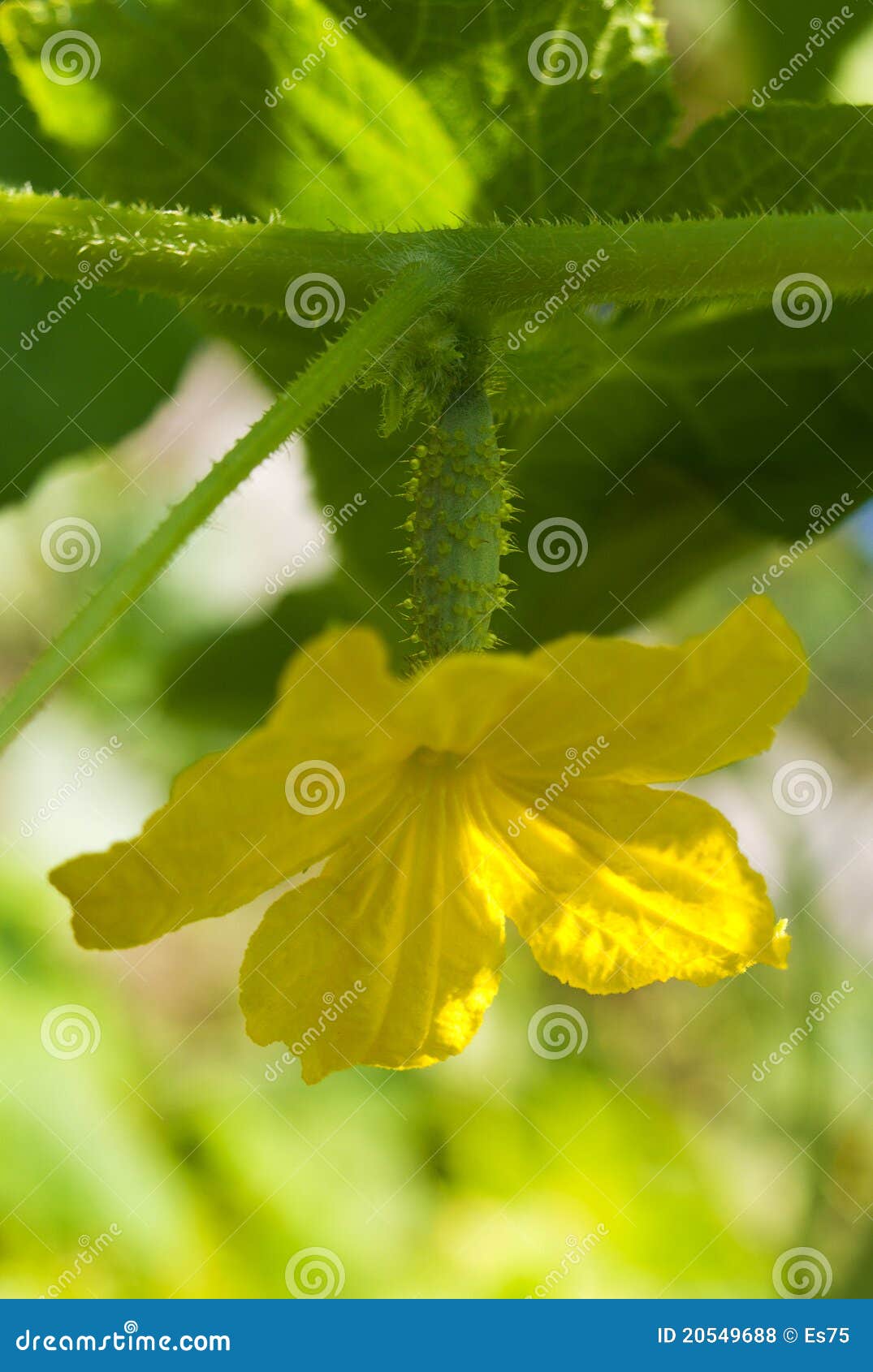 Growing cucumber stock photo. Image of food, small, plant - 20549688