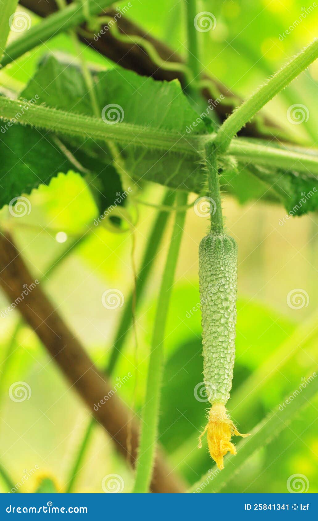 Growing cucumber stock image. Image of cuke, gardening - 25841341