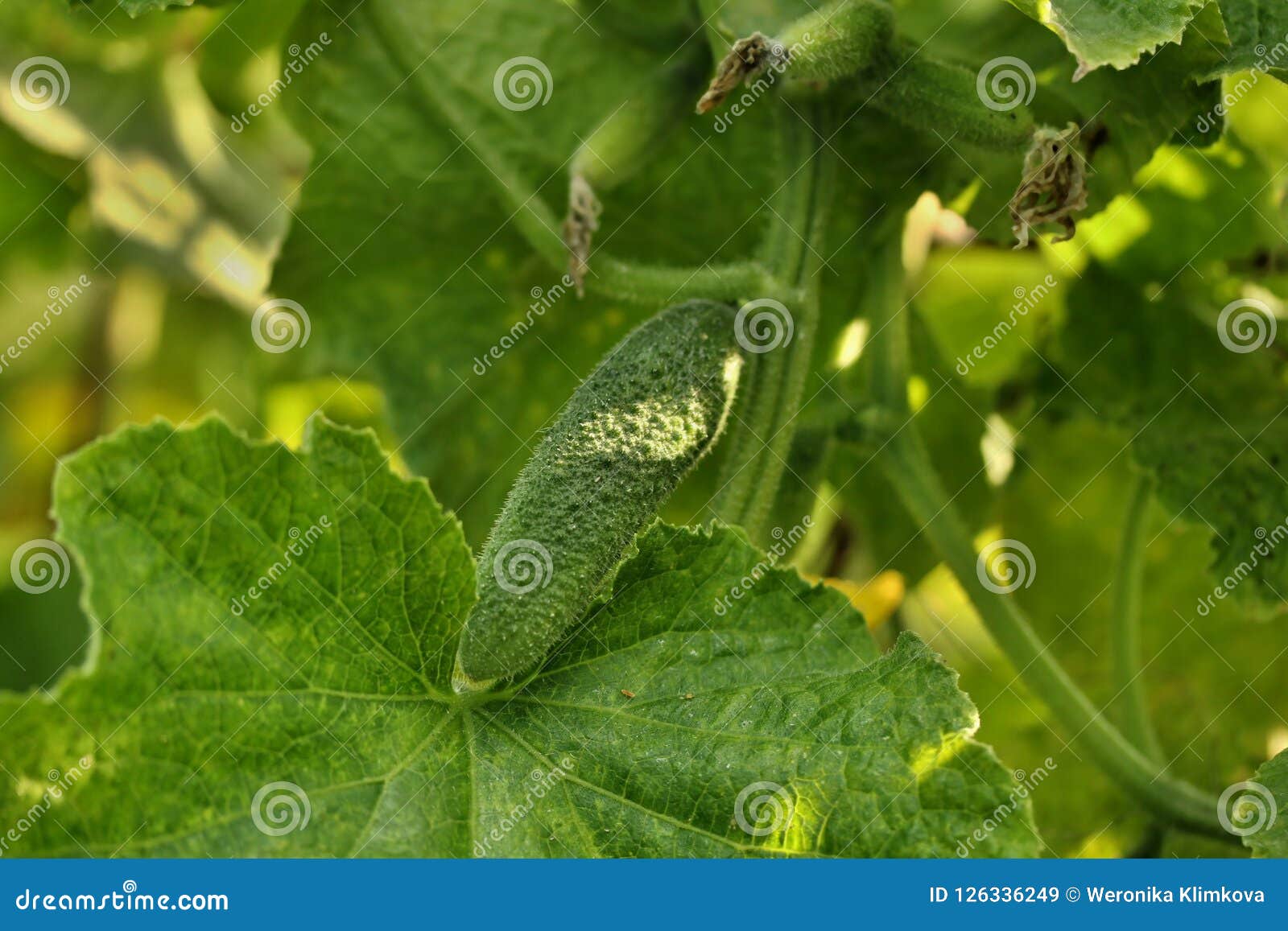Small cucumber stock image. Image of small, summer, green - 126336249
