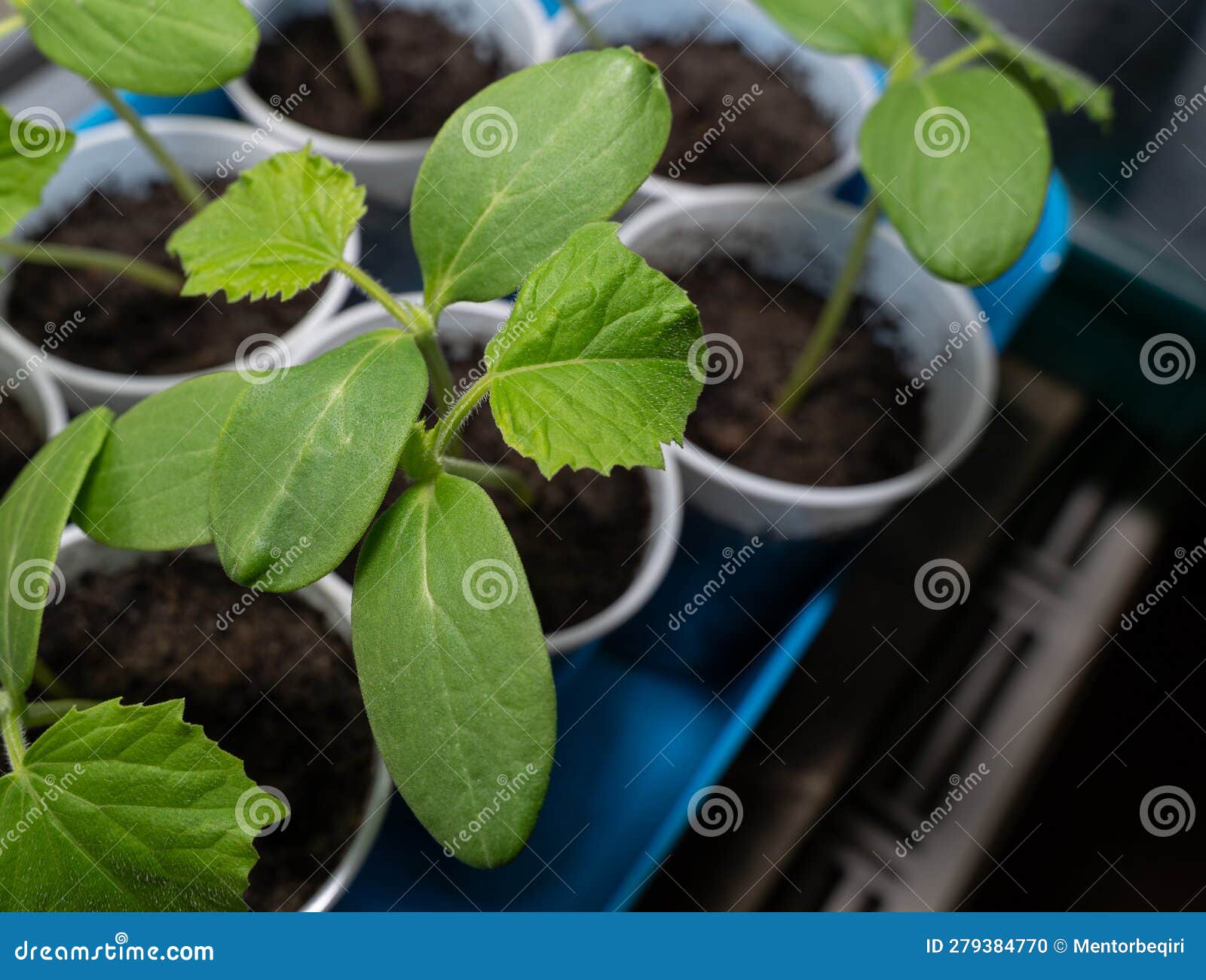 Growing Cucumber Plants in Cups on the Windowsill in Spring Stock Photo ...