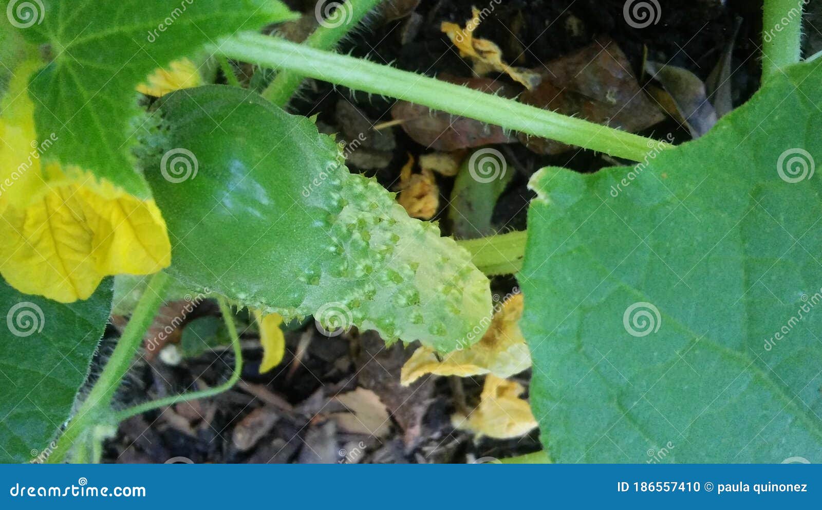Growing Cucumbers Pickles Veggies Stock Photo - Image of insect, plant ...
