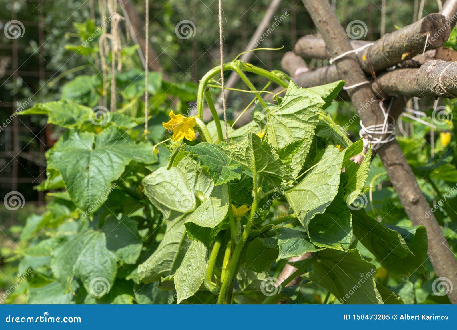 Stems of Cucumbers in the Garden Stock Image - Image of plant, natural ...