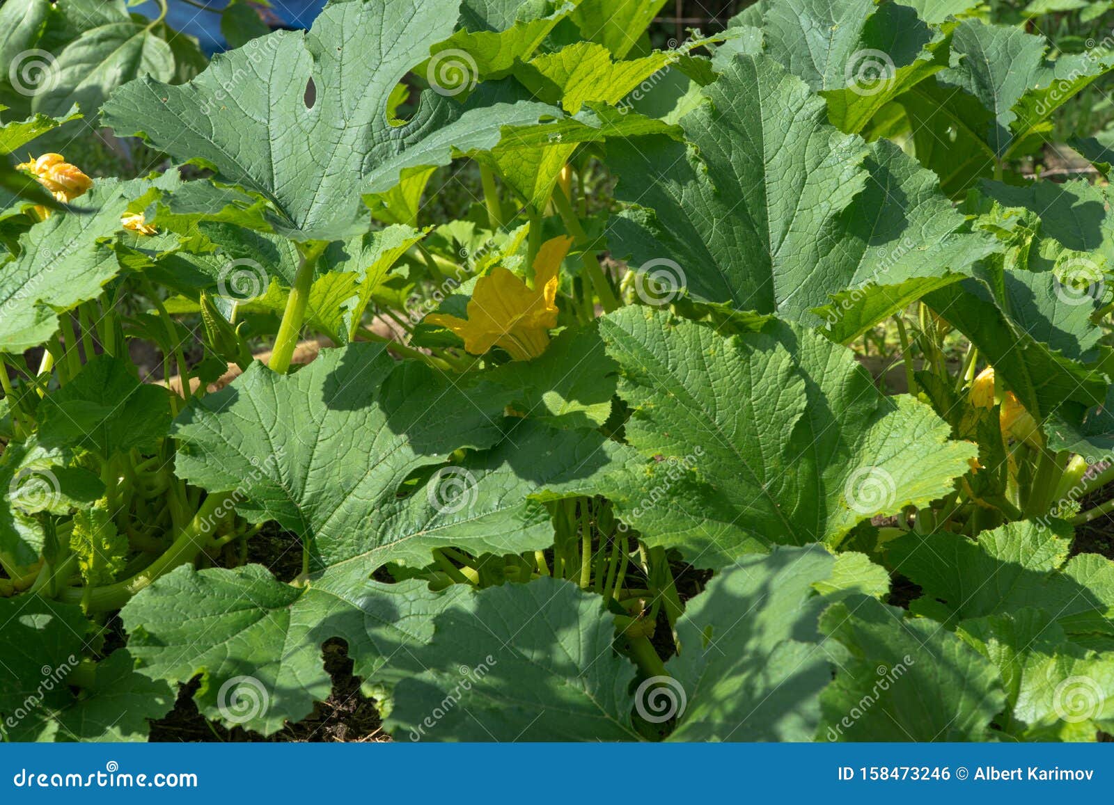 Stems of Cucumbers in the Garden Stock Photo - Image of growing, nature ...