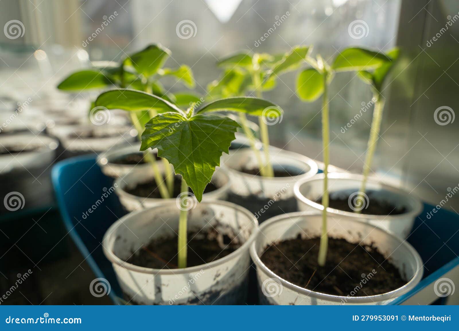 Growing Cucumbers Seedlings on the Windowsill in Spring Stock Image ...