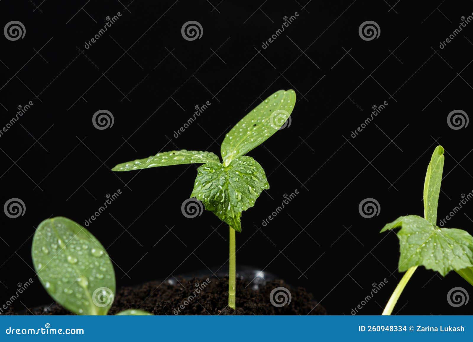 Growing Cucumbers from Seeds. Step 5 - the Appearance of the Third Leaf ...