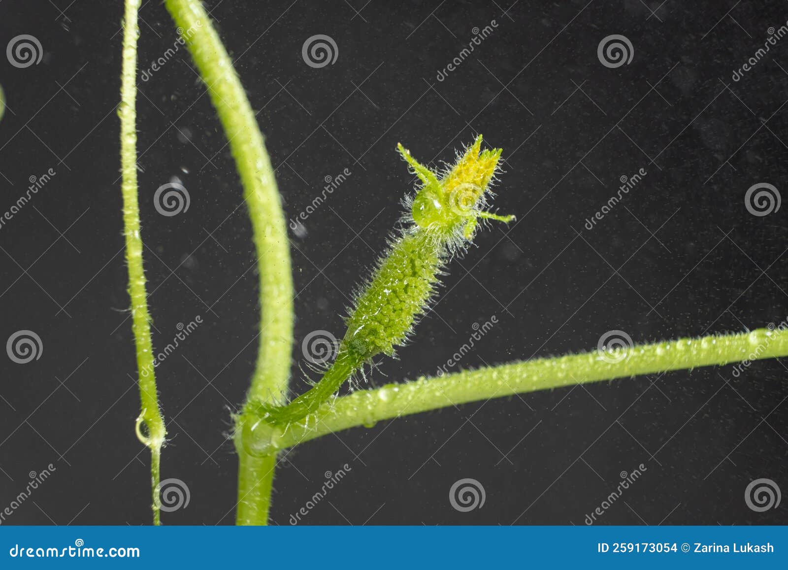 Growing Cucumbers from Seeds. Step 8 - the First Little Cucumber Stock ...