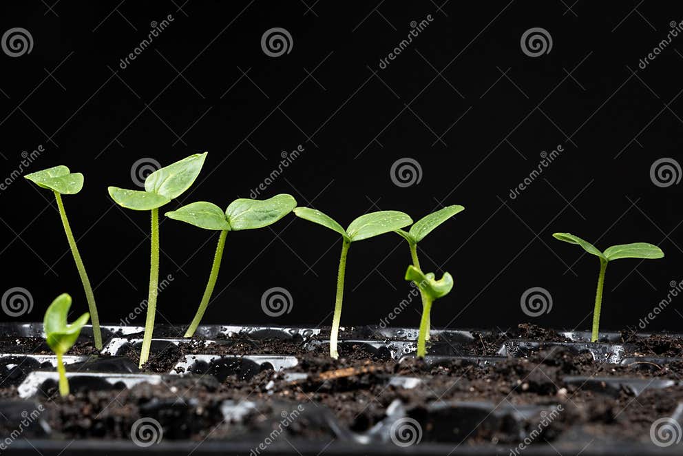 Growing Cucumbers from Seeds. Step 4 - First Sprouts Stock Photo ...