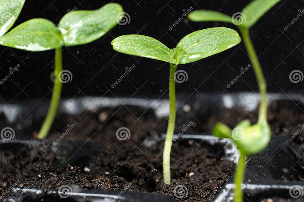 Growing Cucumbers from Seeds. Step 4 - First Sprouts Stock Image ...