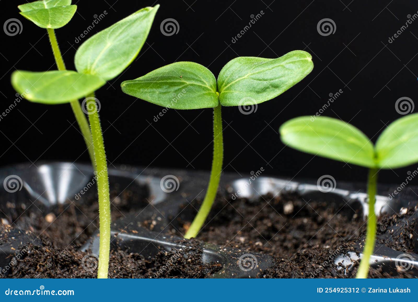Growing Cucumbers from Seeds. Step 4 - First Sprouts Stock Photo ...