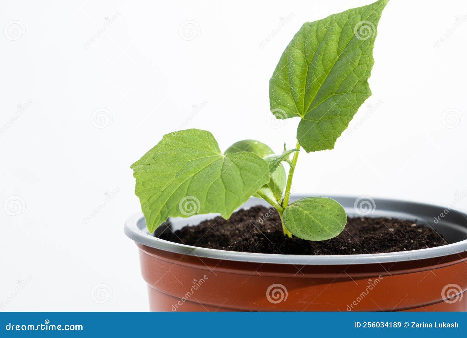 Growing Cucumbers from Seeds. Step 7 - Sprout Has Grown, the Appearance ...