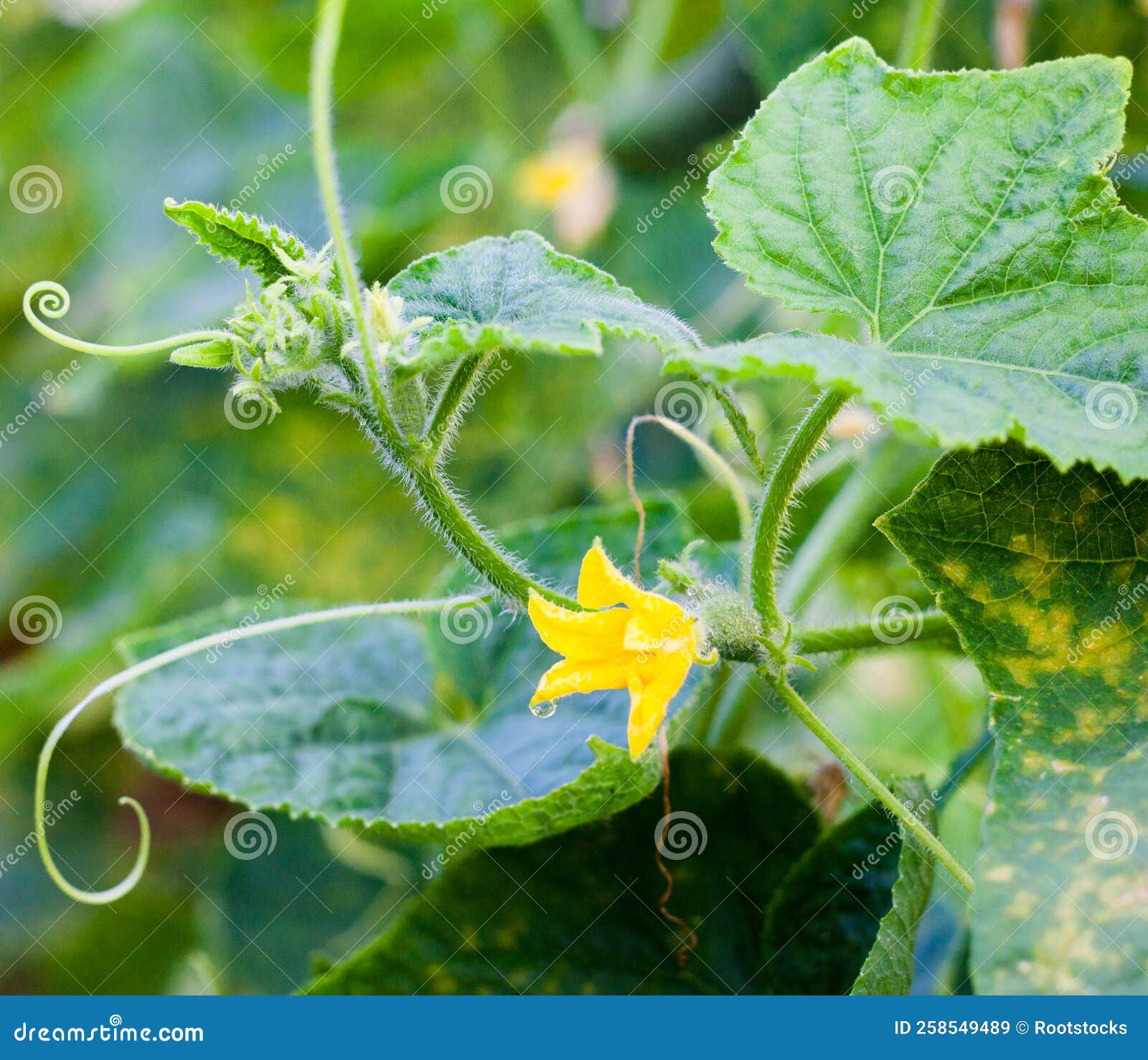 Growing the Cucumbers. Yellow Cucumber Flower Stock Image - Image of ...