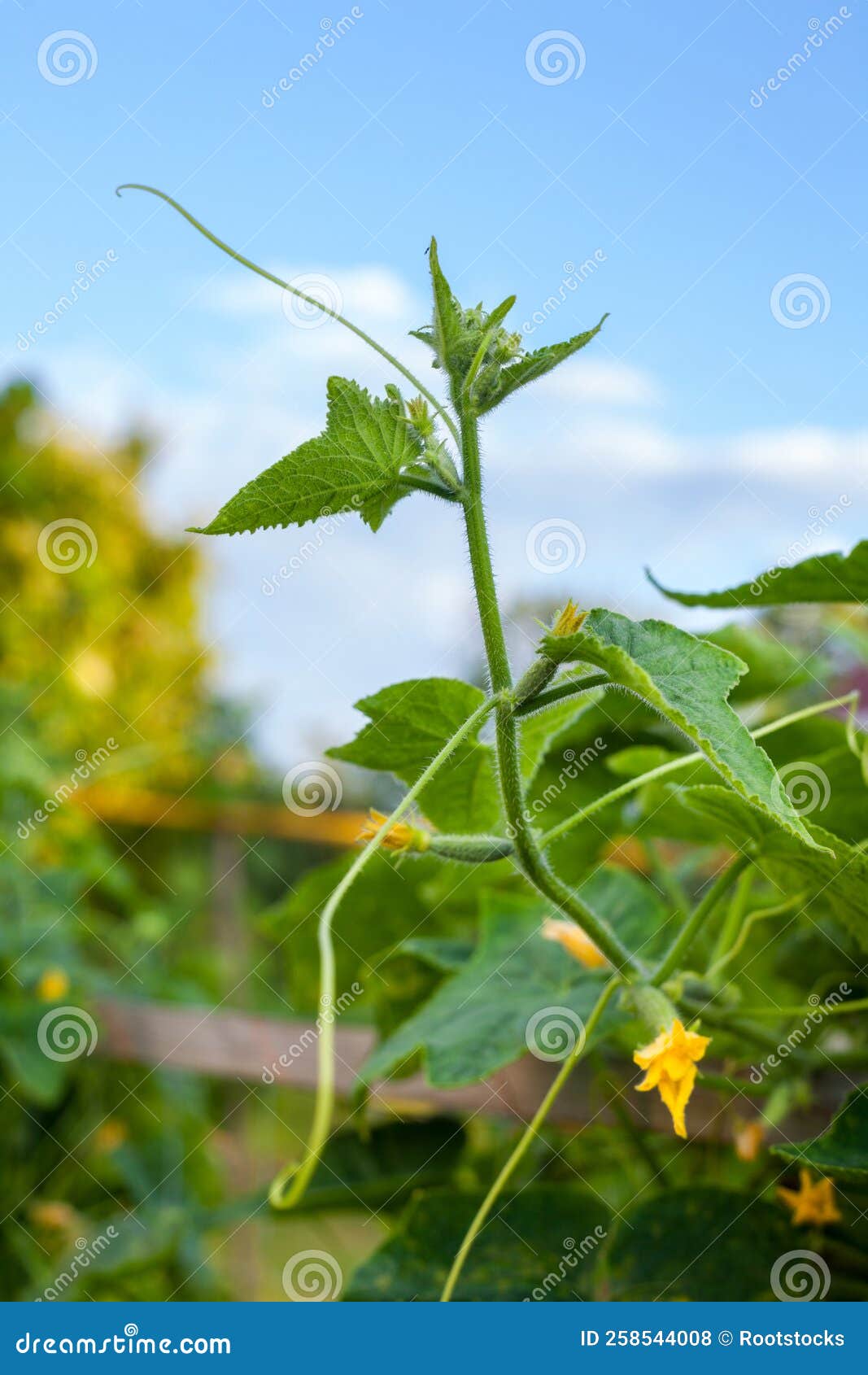 Growing the Cucumbers. Yellow Cucumber Flowers Stock Photo - Image of ...
