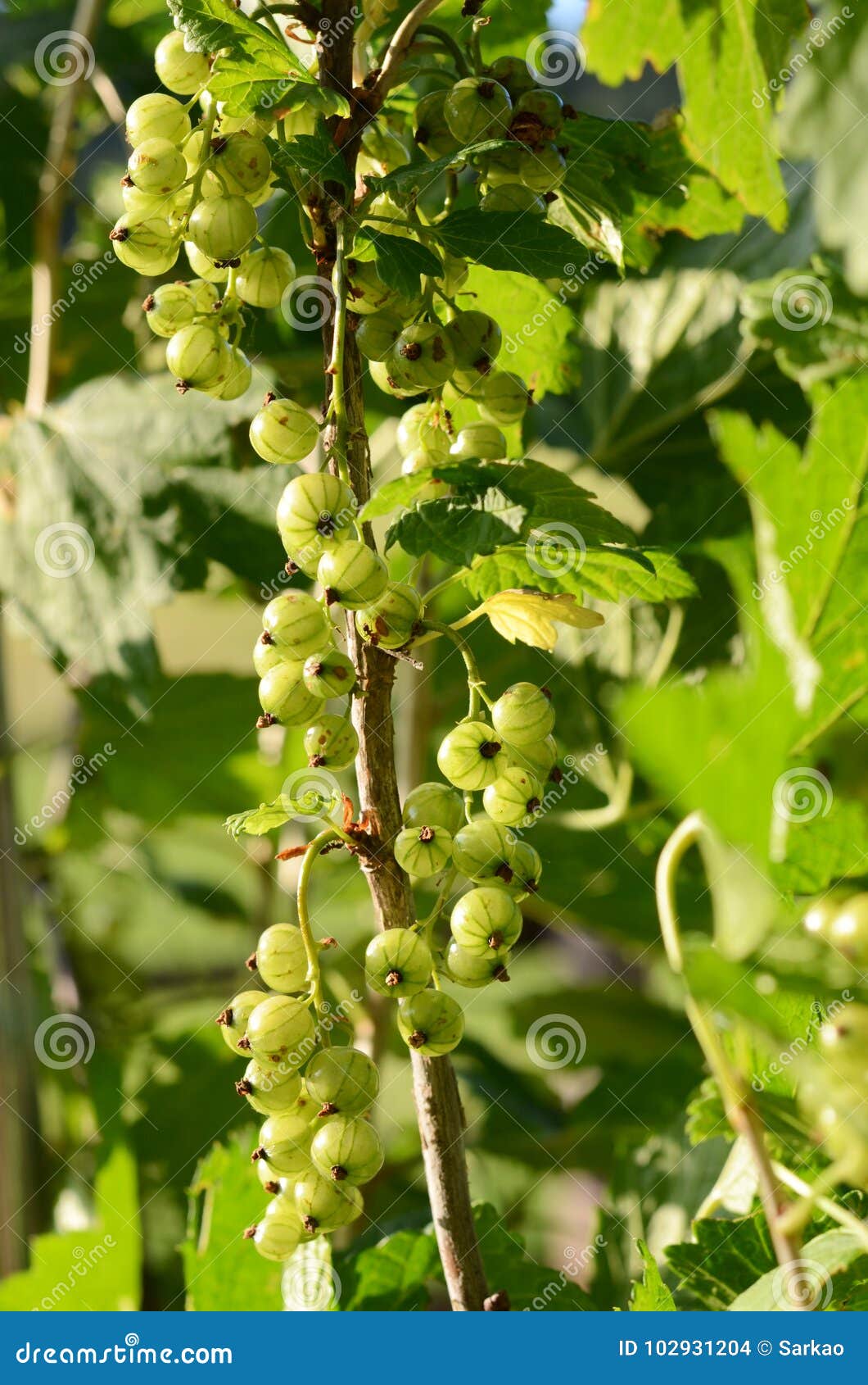 Growing currant stock photo. Image of garden, food, green - 102931204