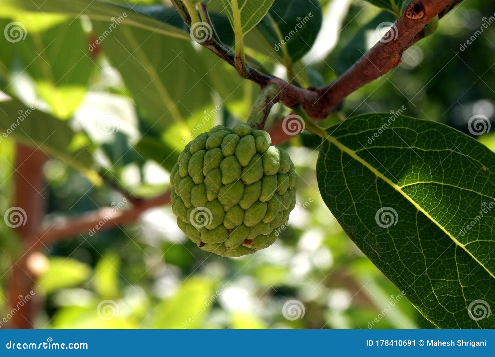 Closeup View of Growing Sitaphal or Custard Apple Tree Stock Image ...