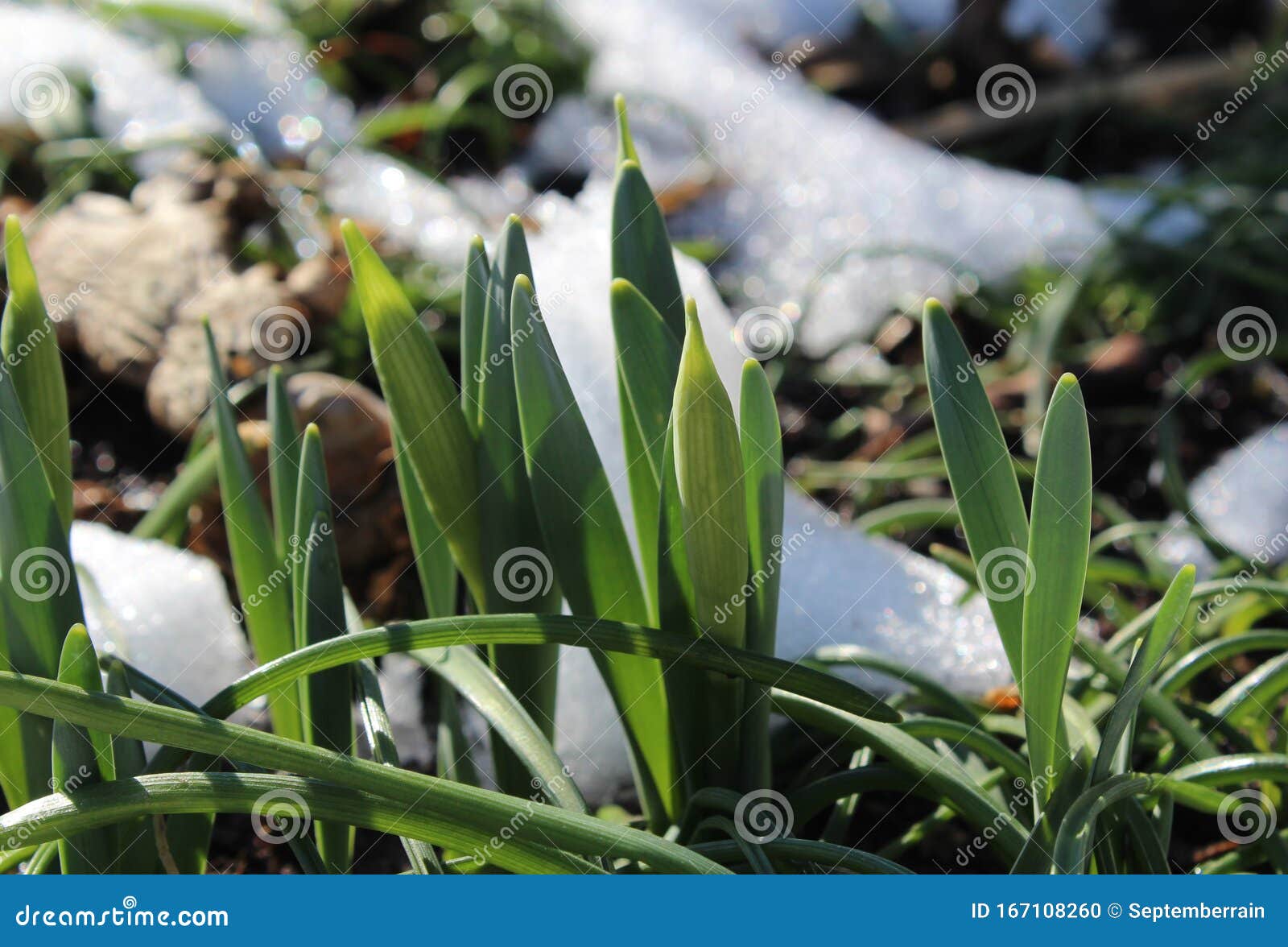 Daffodils Sprout through the Snow Stock Photo - Image of green ...