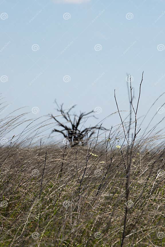 Growing dead tree in field stock image. Image of growth - 264047257