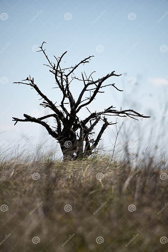 Growing dead tree in field stock image. Image of scenery - 264047259