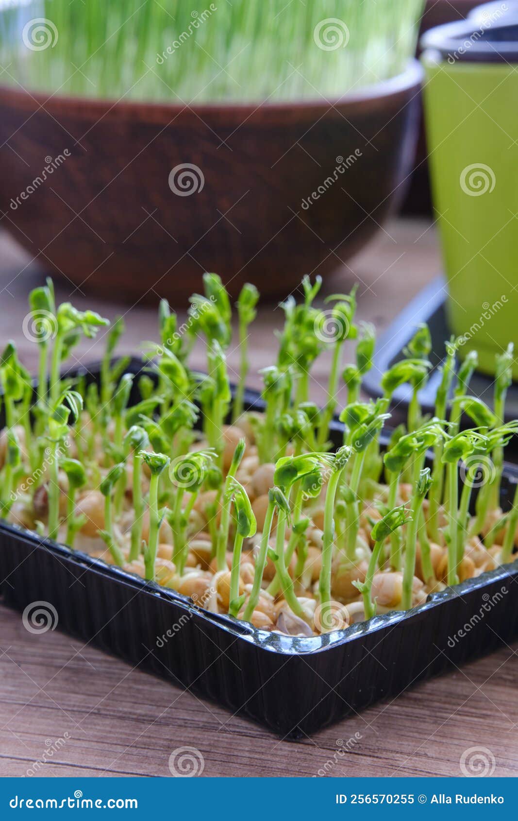 Growing Different Microgreens and Green Onions on the Windowsill at ...