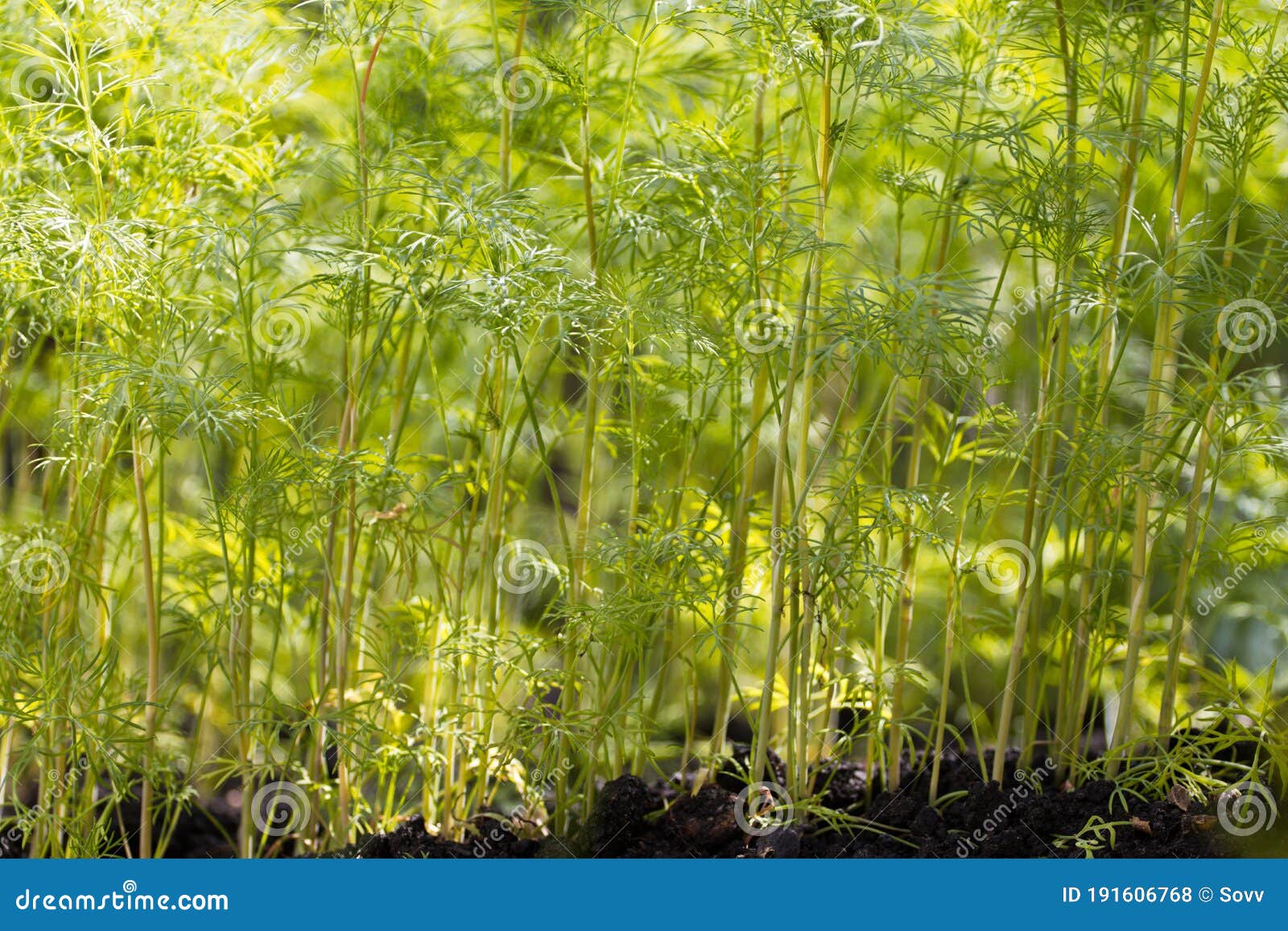 Growing dill. stock photo. Image of foliage, background - 191606768