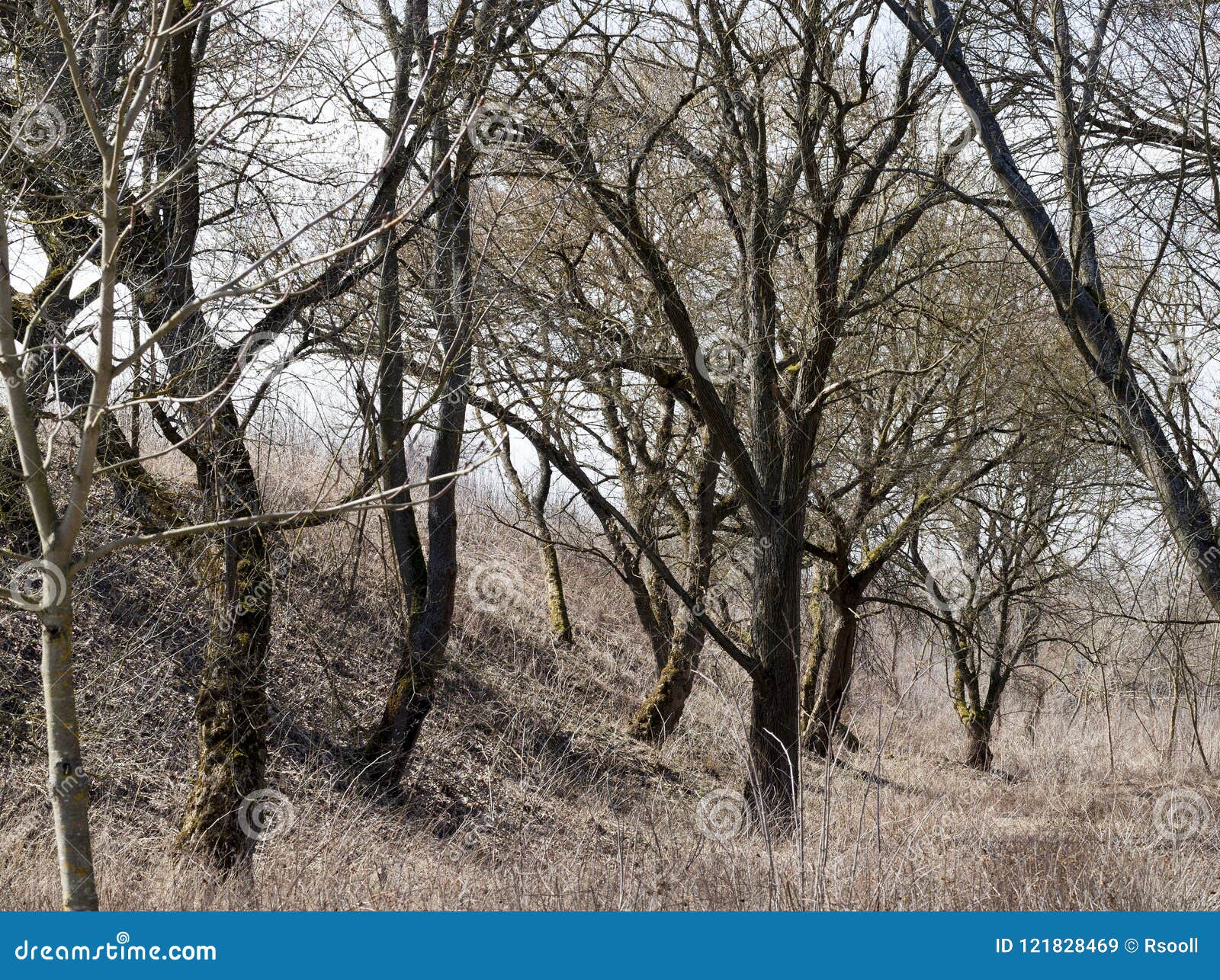 Bare deciduous trees stock image. Image of grove, green - 121828469