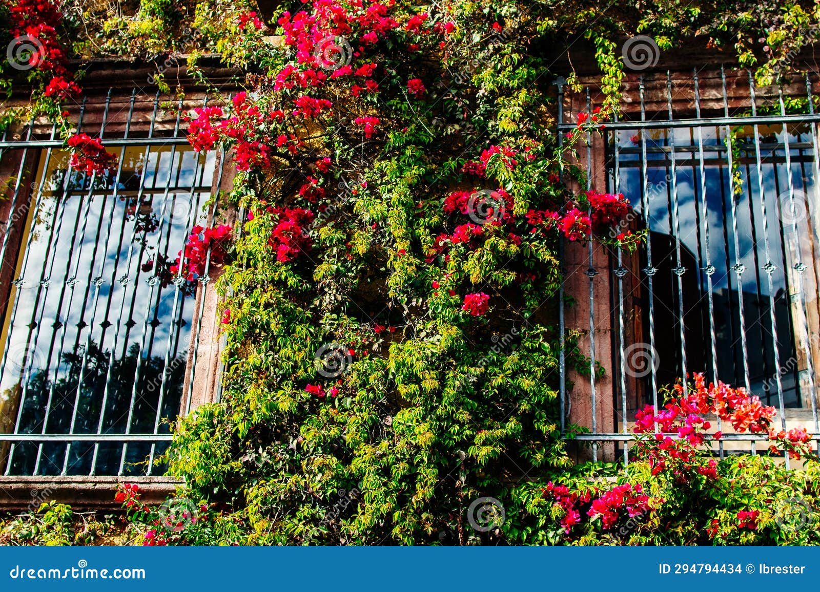 Growing on Facade with Flowers. Windows with Bars. Stock Photo - Image ...
