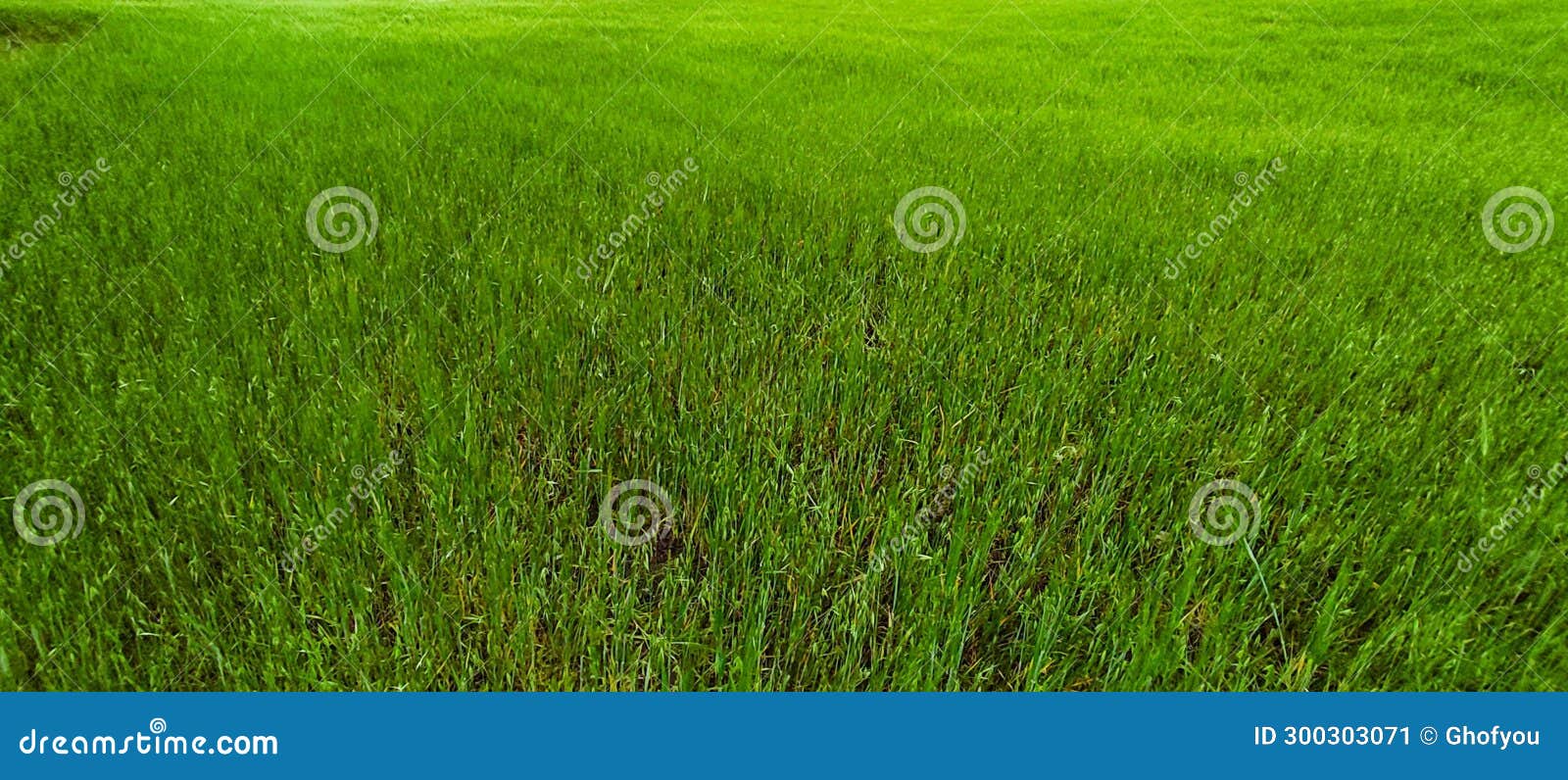 Green wheatgrass stock image. Image of prairie, wetland - 300303071