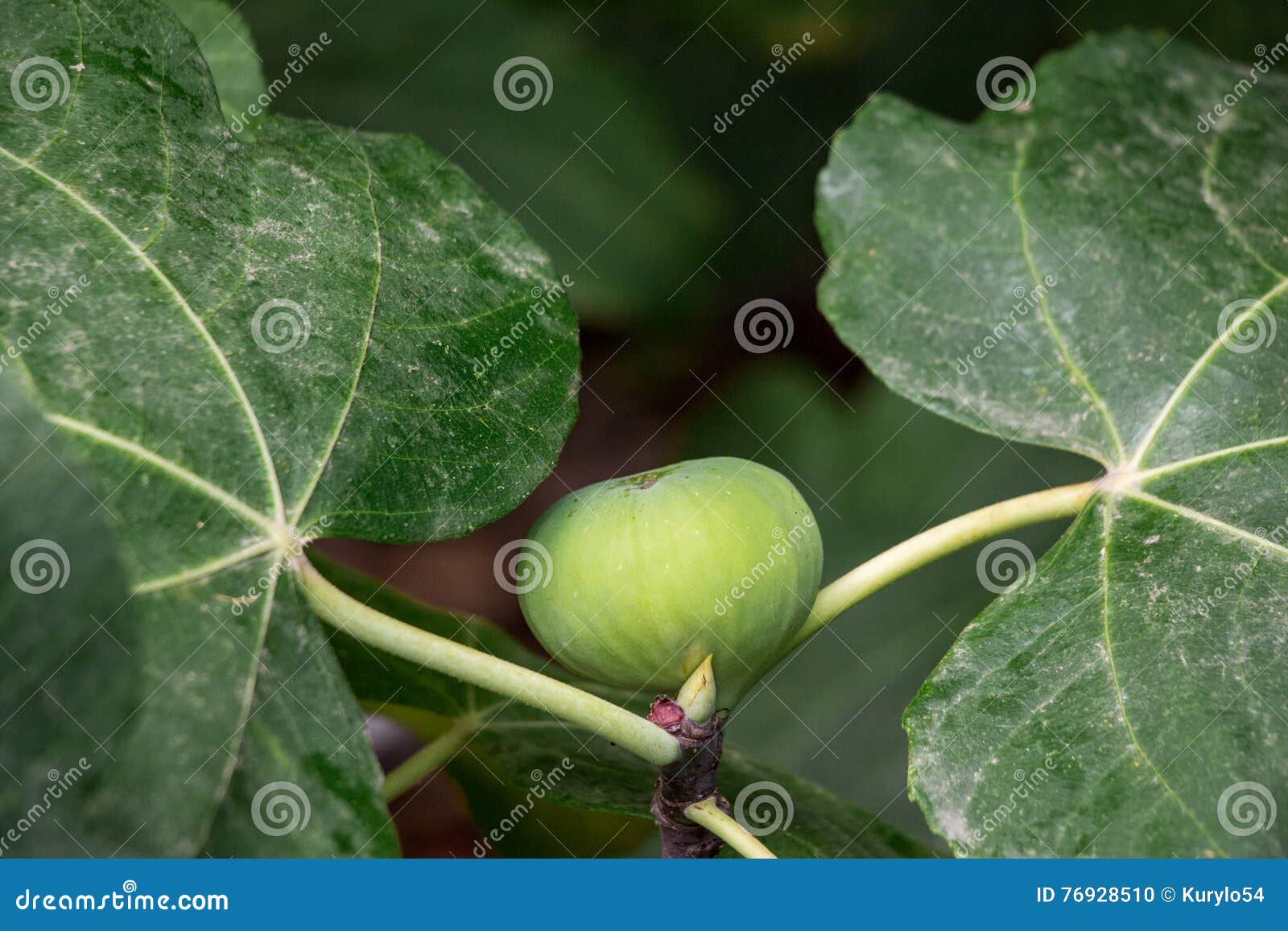 Growing fig fruit. stock photo. Image of growing, green - 76928510