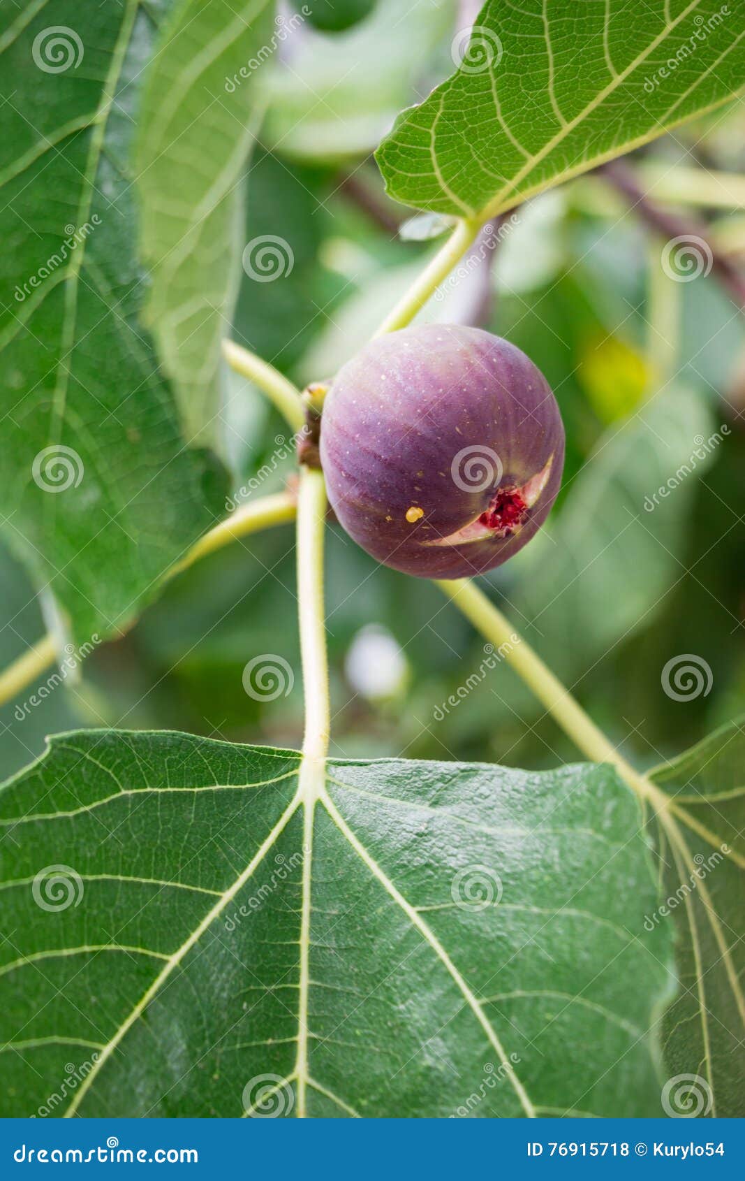 Growing fig fruit. stock photo. Image of harvest, food - 76915718