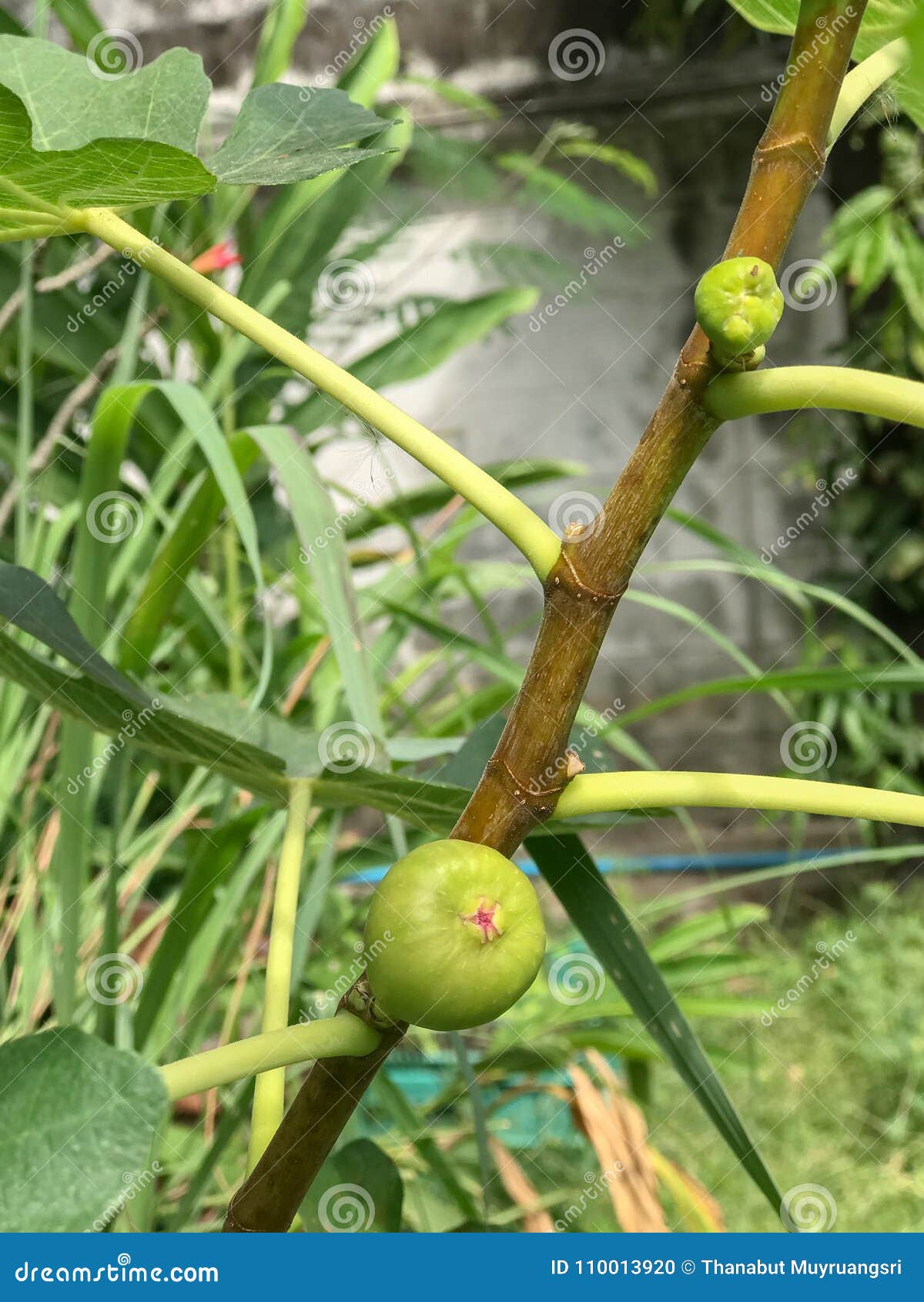 Growing Fig Fruits on Branches Stock Photo - Image of cultivate, farm ...