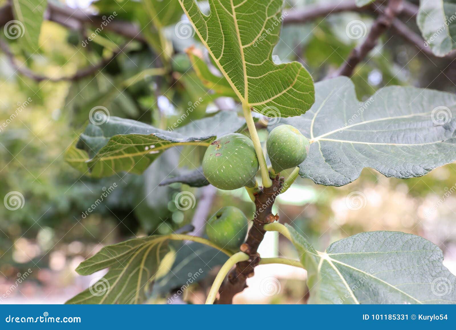 Growing Fig Fruits on Branches of a Fig Tree. Stock Image - Image of ...