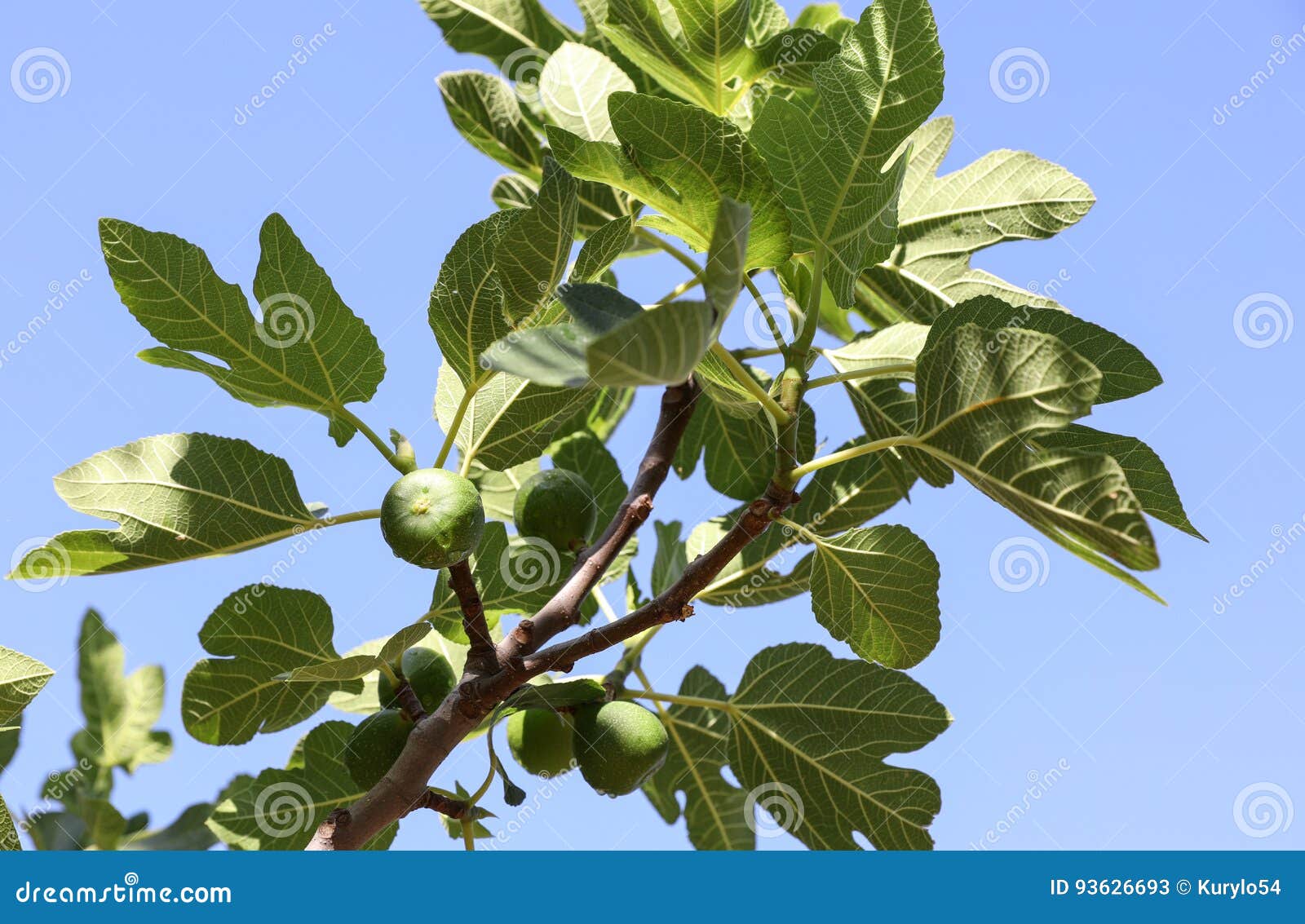 Growing Fig Fruits on Branches of a Fig Tree. Stock Image - Image of ...