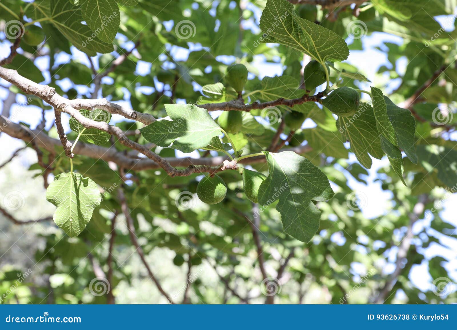 Growing Fig Fruits on Branches of a Fig Tree. Stock Photo - Image of ...