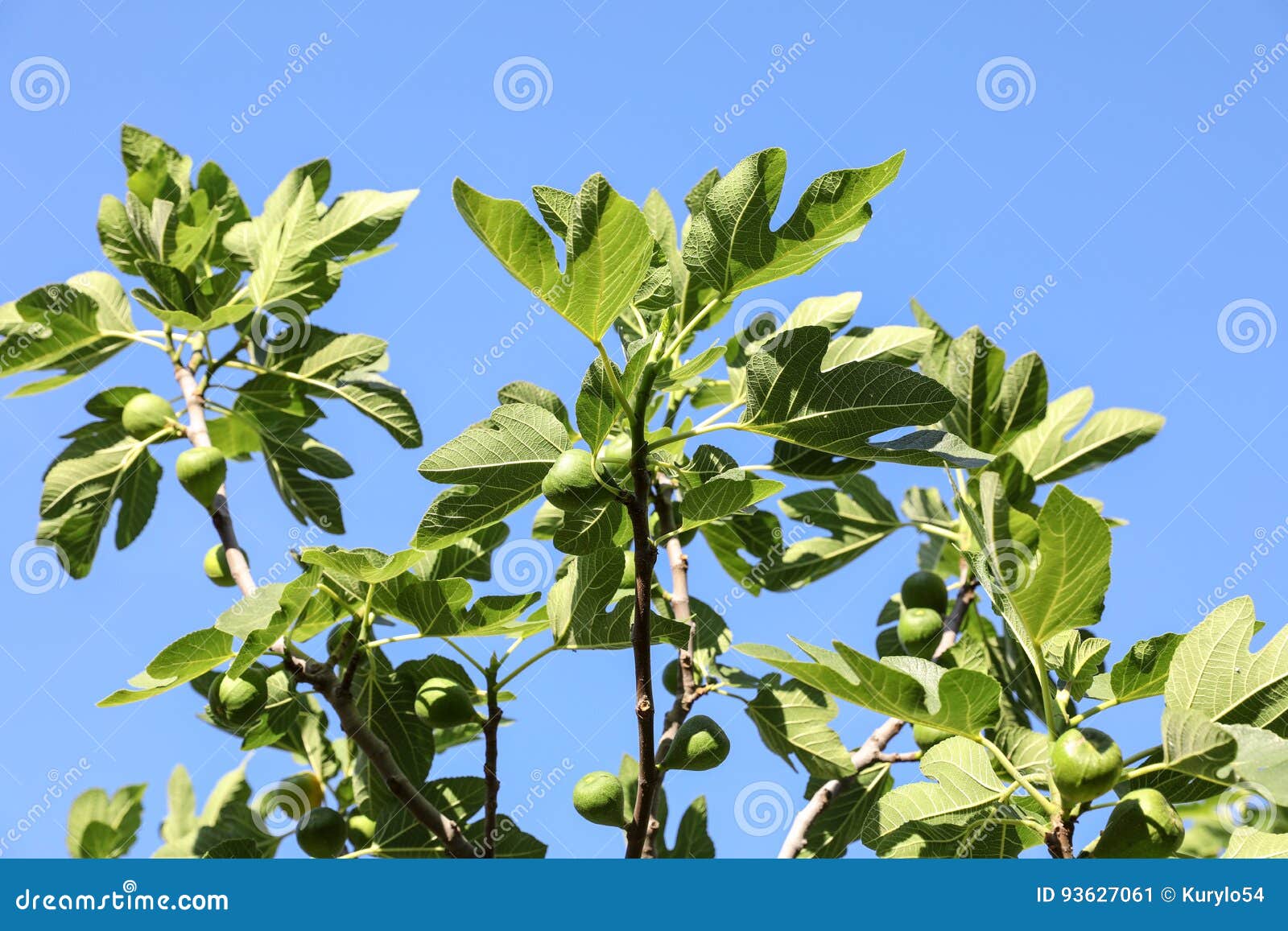 Growing Fig Fruits on Branches of a Fig Tree. Stock Image - Image of ...