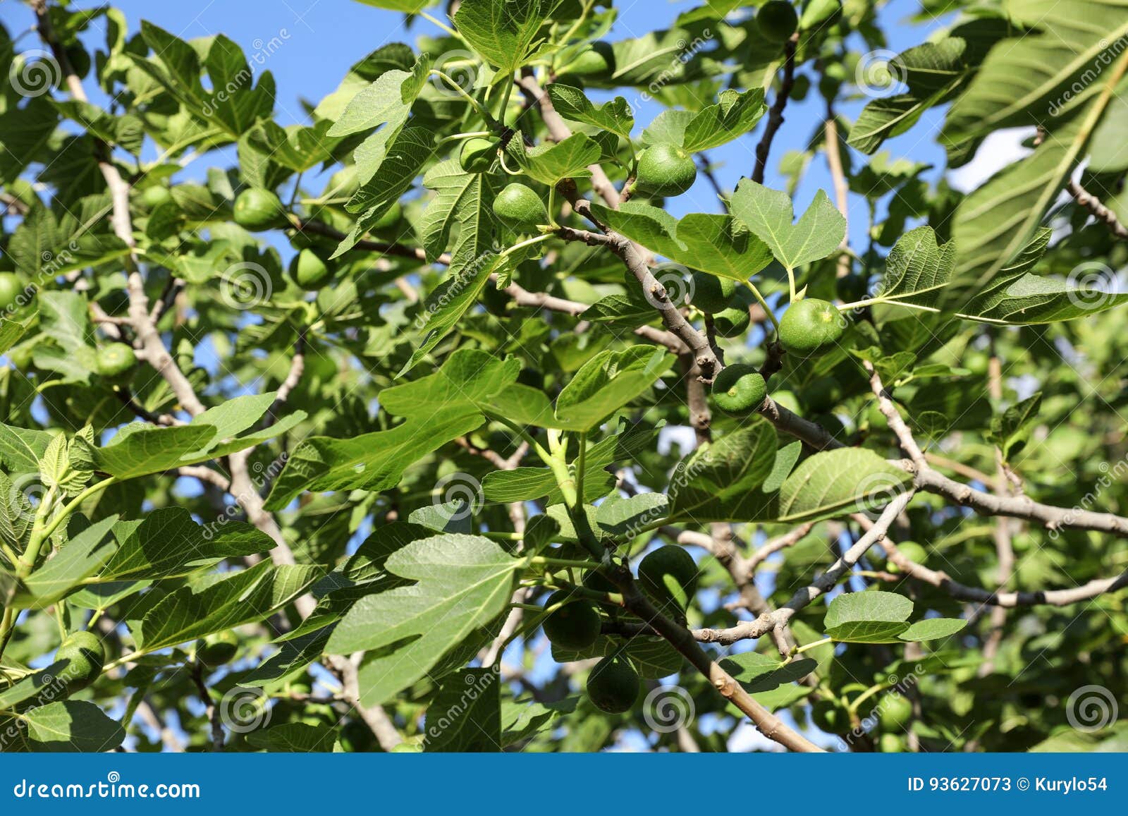Growing Fig Fruits on Branches of a Fig Tree. Stock Image - Image of ...