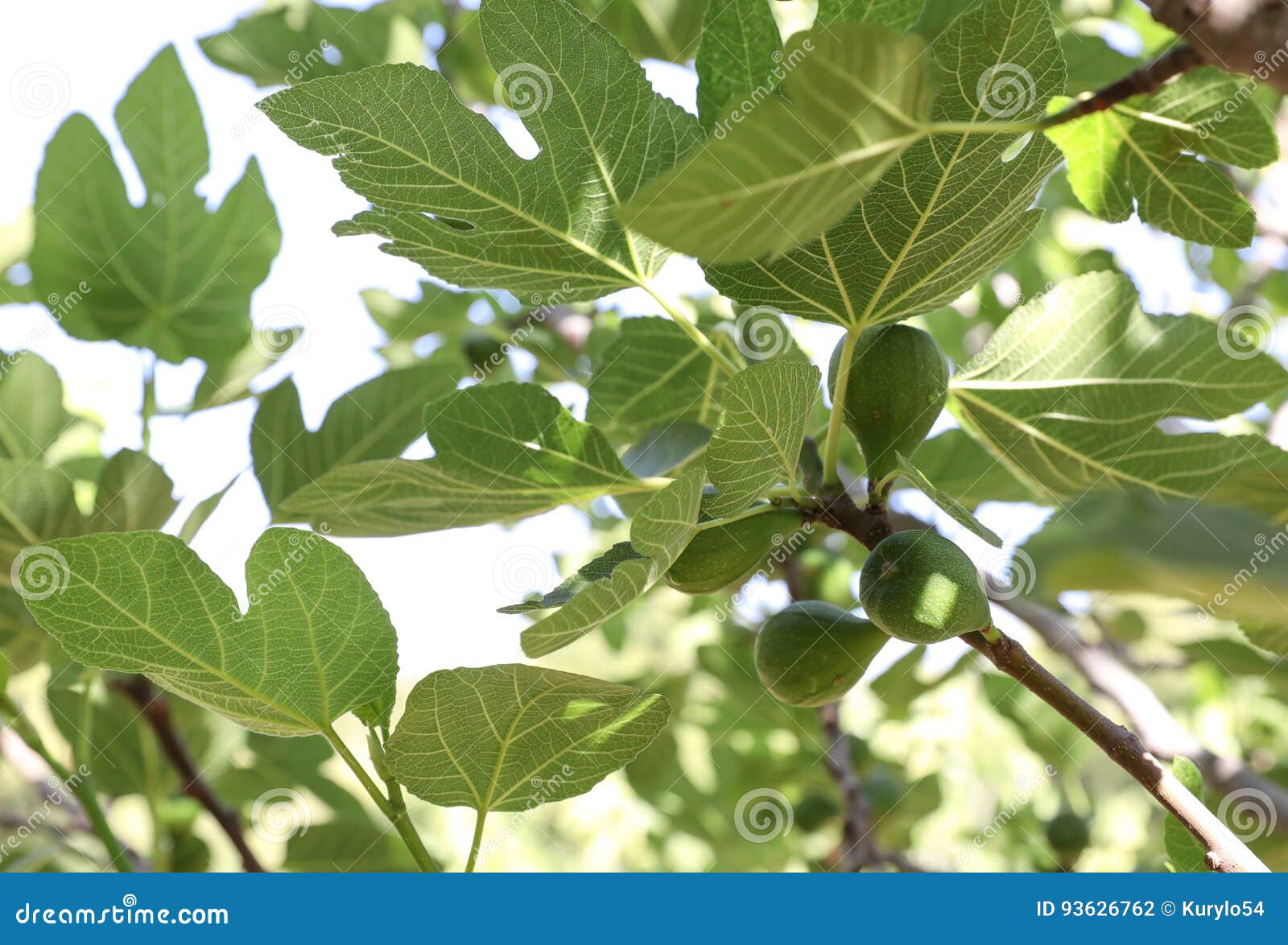 Growing Fig Fruits on Branches of a Fig Tree. Stock Photo - Image of ...
