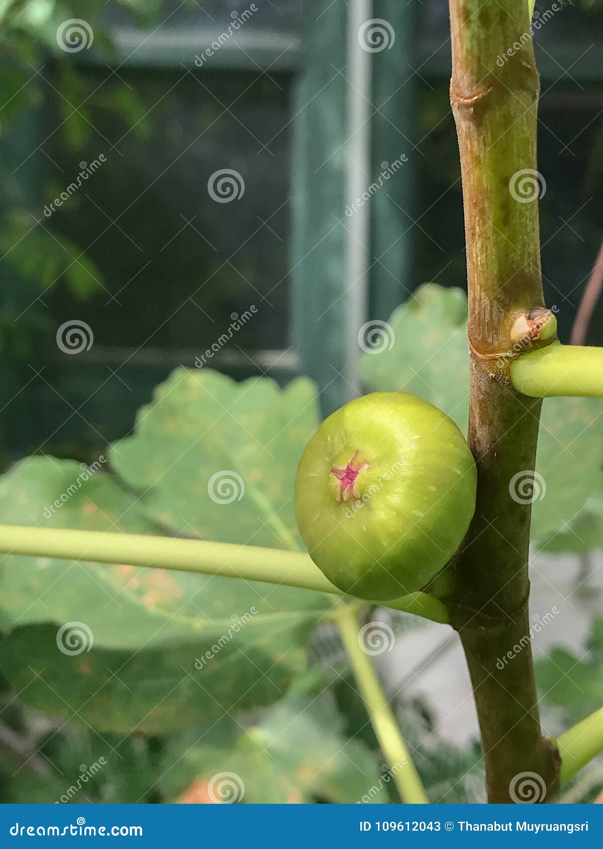 Growing Fig Fruits on Branches Stock Image - Image of closeup, fruit ...